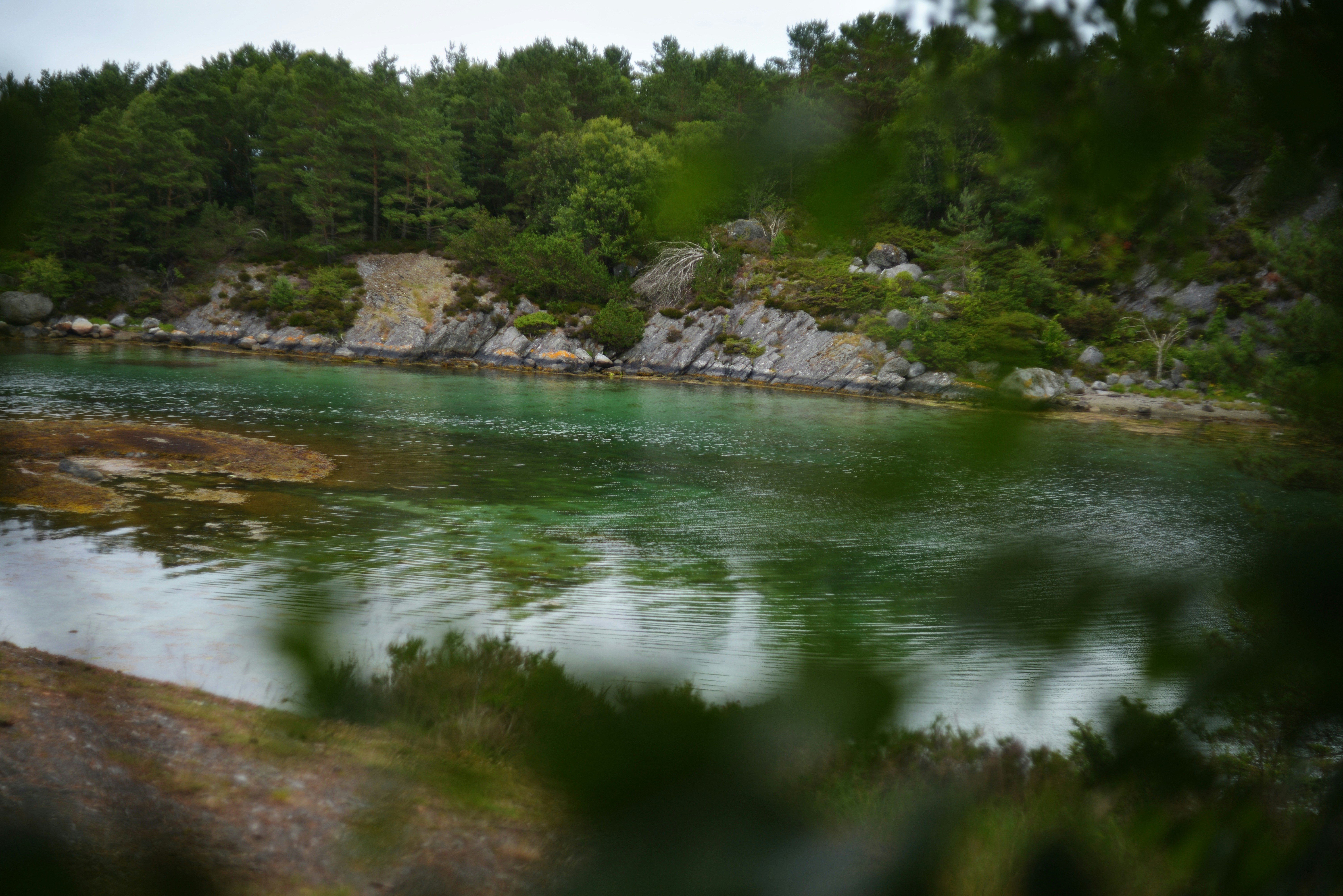 Hidden lake stillness through a pine-framed veil
