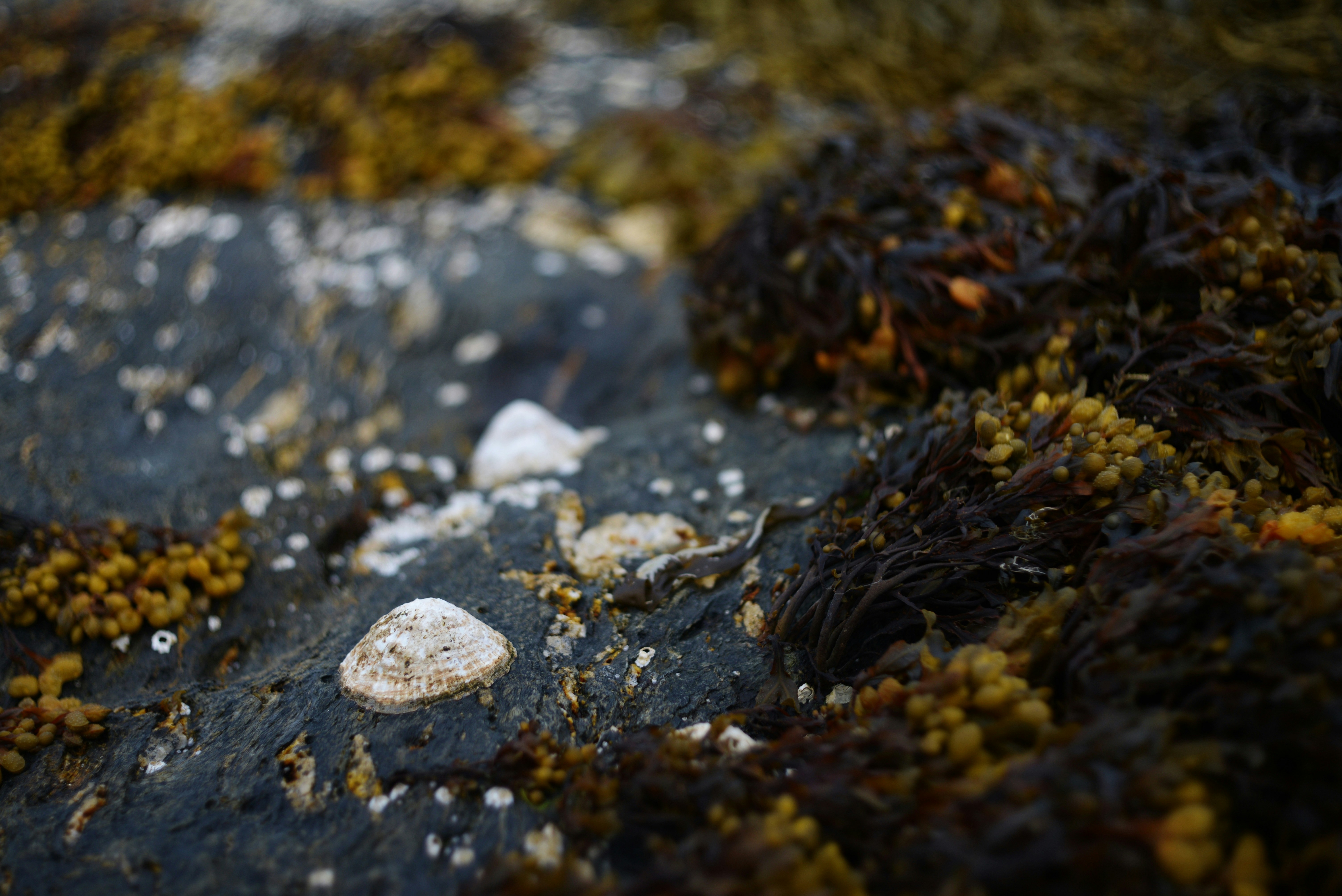 Sedimentary Beach Mosaic: Pebbles and Seaweed on Dark Boulders