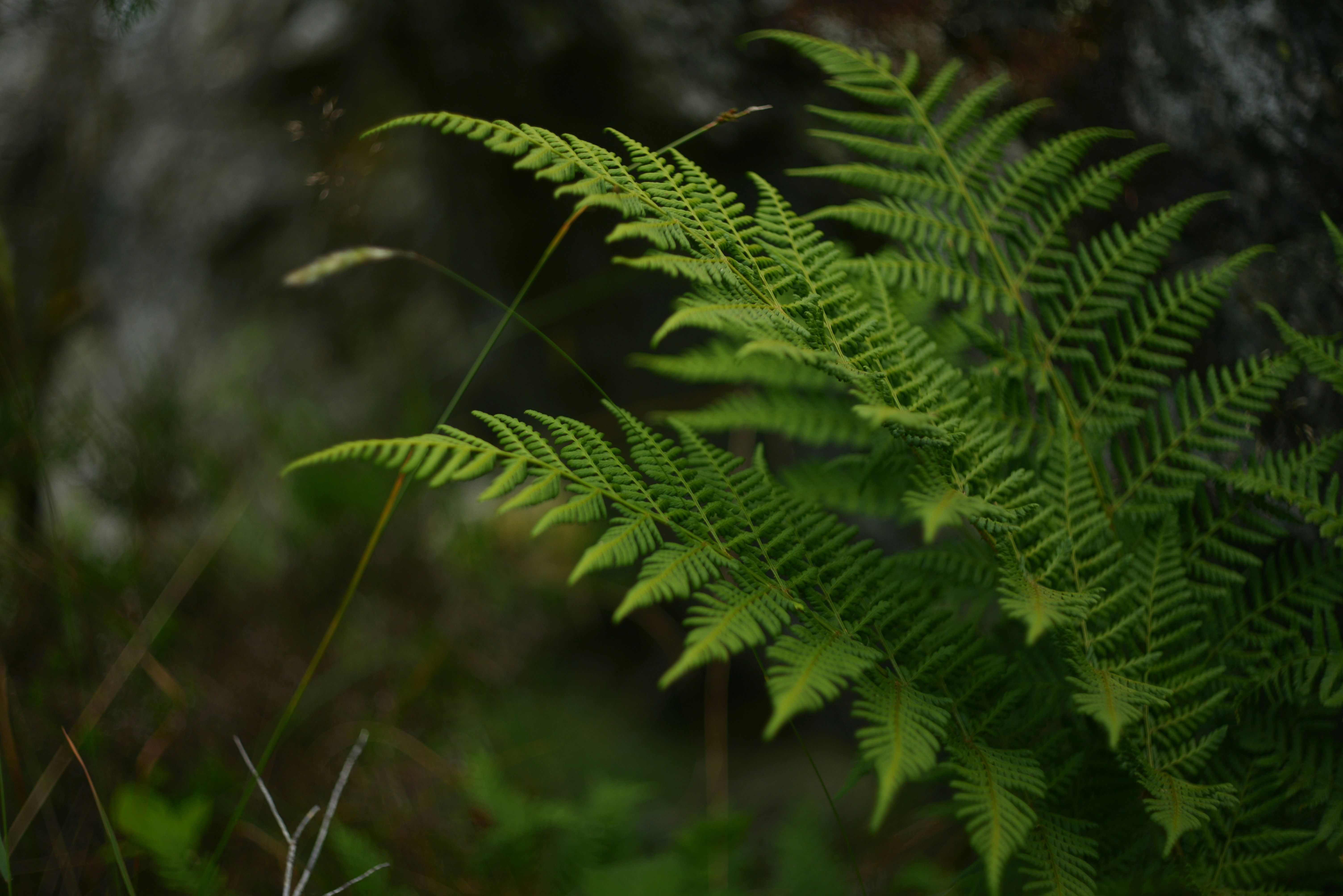 Fern Fronds in Soft Focus Spotlight