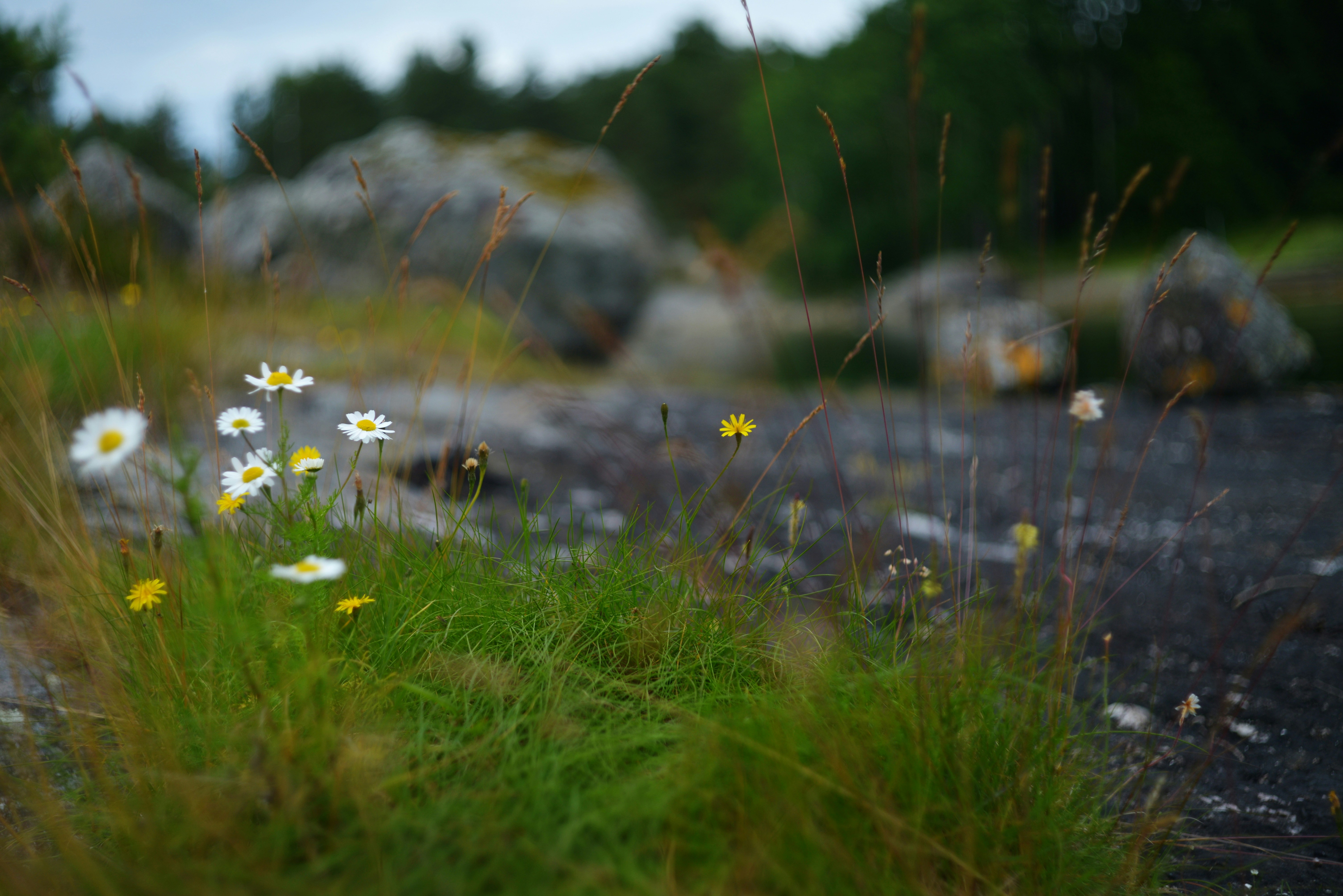 Daisy Border Serenade by the Footpath