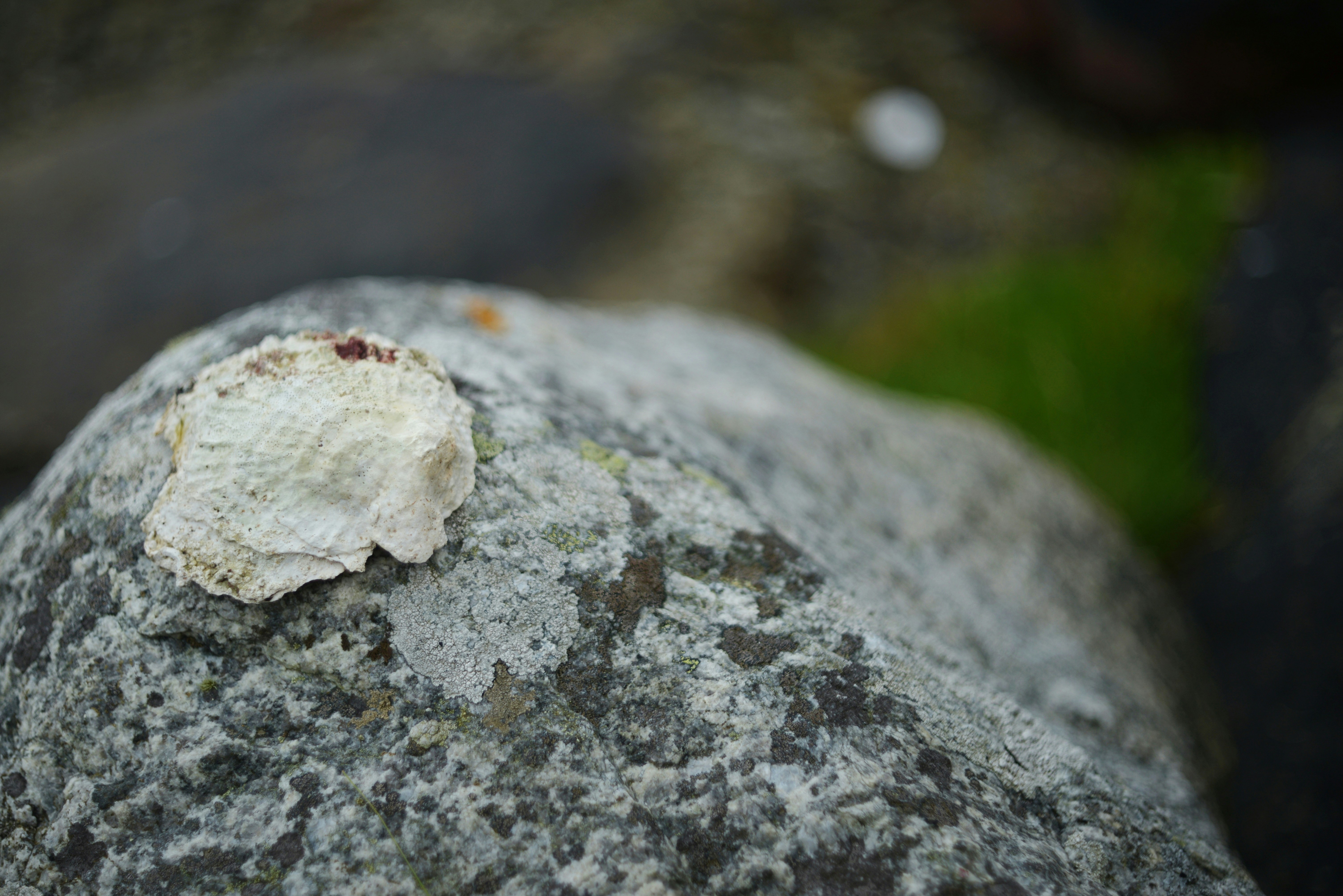 Lichen-speckled Boulder with a Pale Mushroom-like Patch
