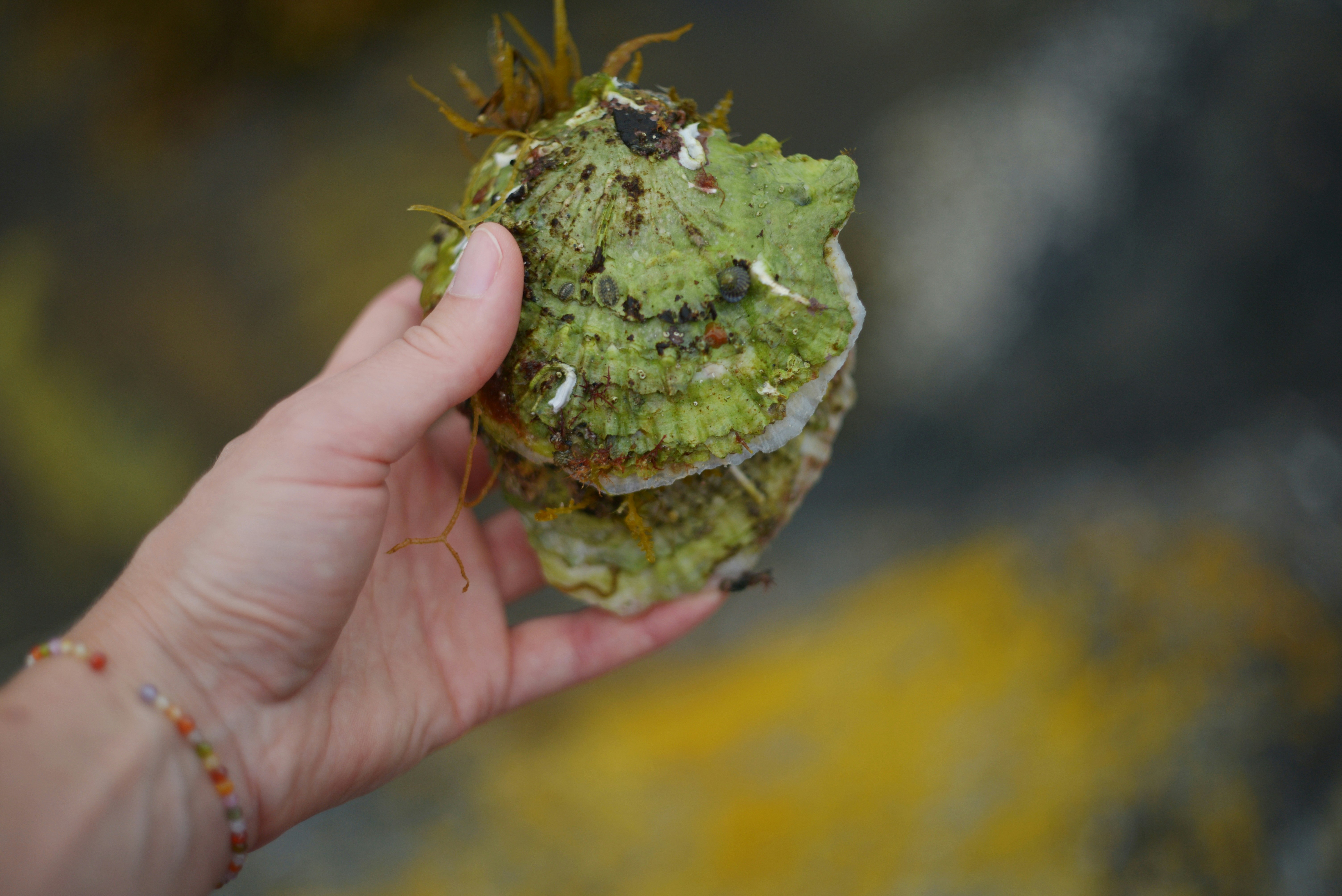 A Weathered Apple Core Grasped Between Fingers