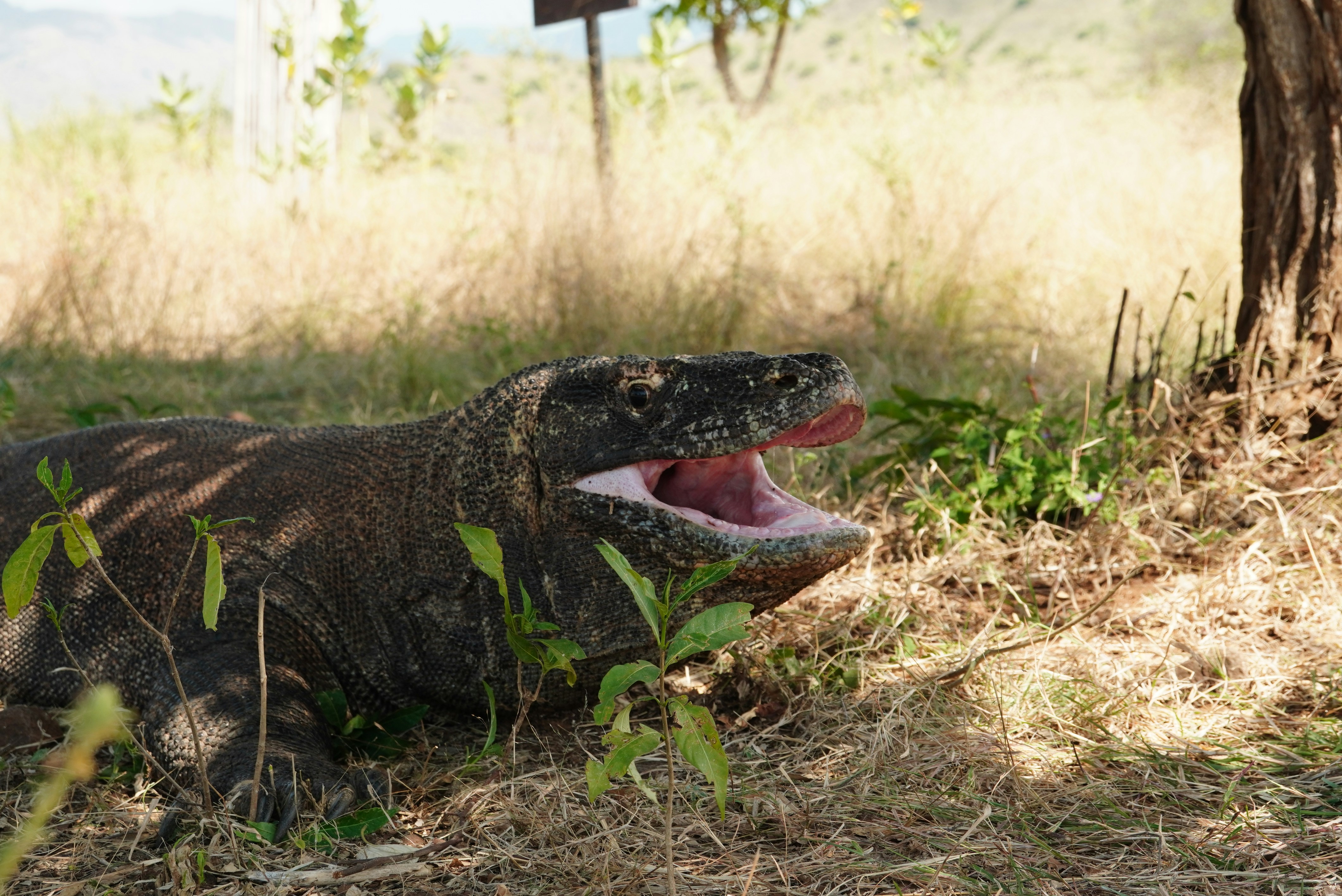 Crocodile in Shade: Open jaws under sparse grass panorama