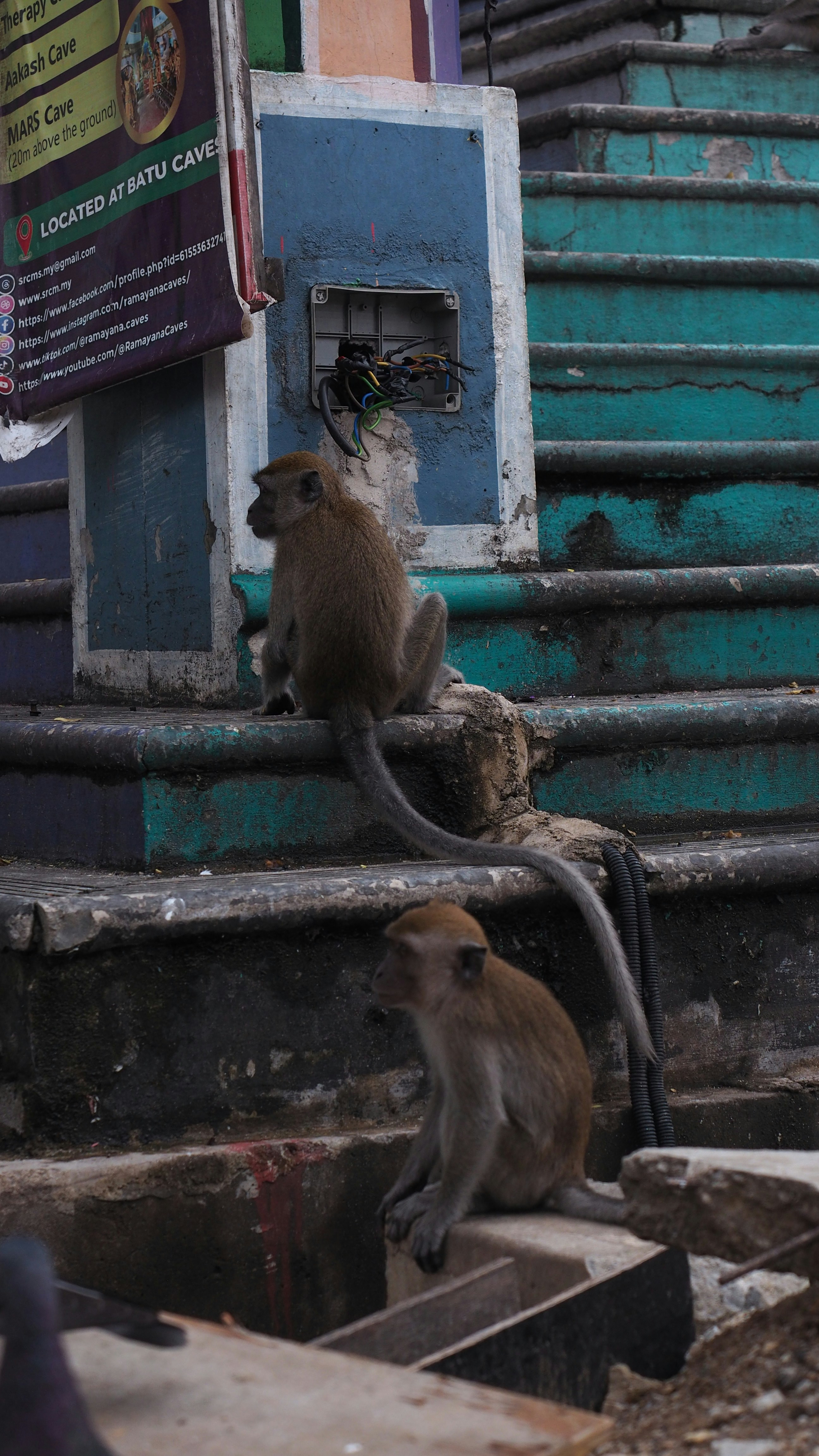 Two Monkeys on Weathered Steps Beneath a Bright Blue Panel