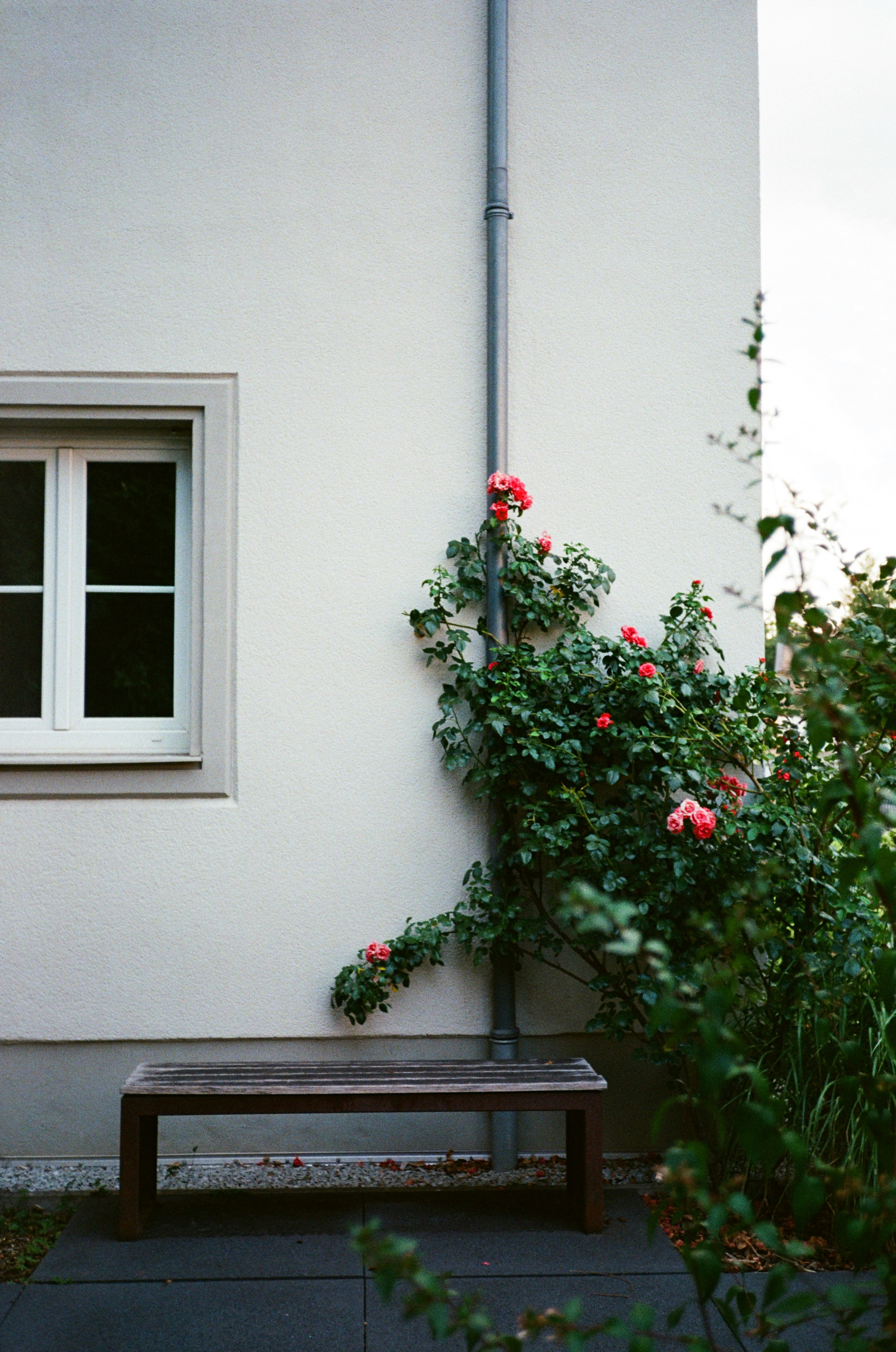 Sunlit wall with a climbing rose and a simple wooden bench beside a vertical drainpipe; a small window to the left frames a serene garden niche.