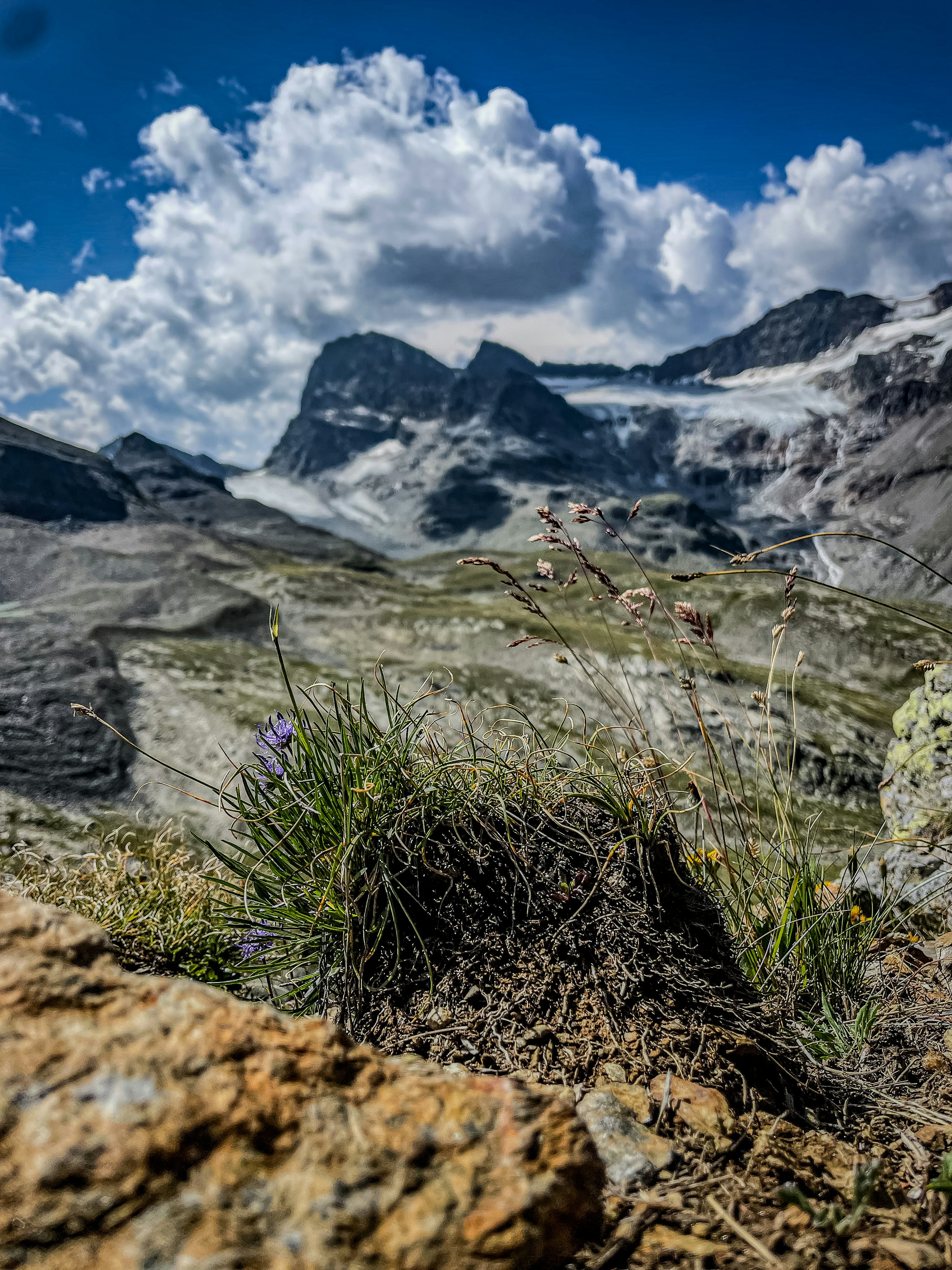 Coastal Peak Meadow: A Rugged Bloom at the Mountain Edge