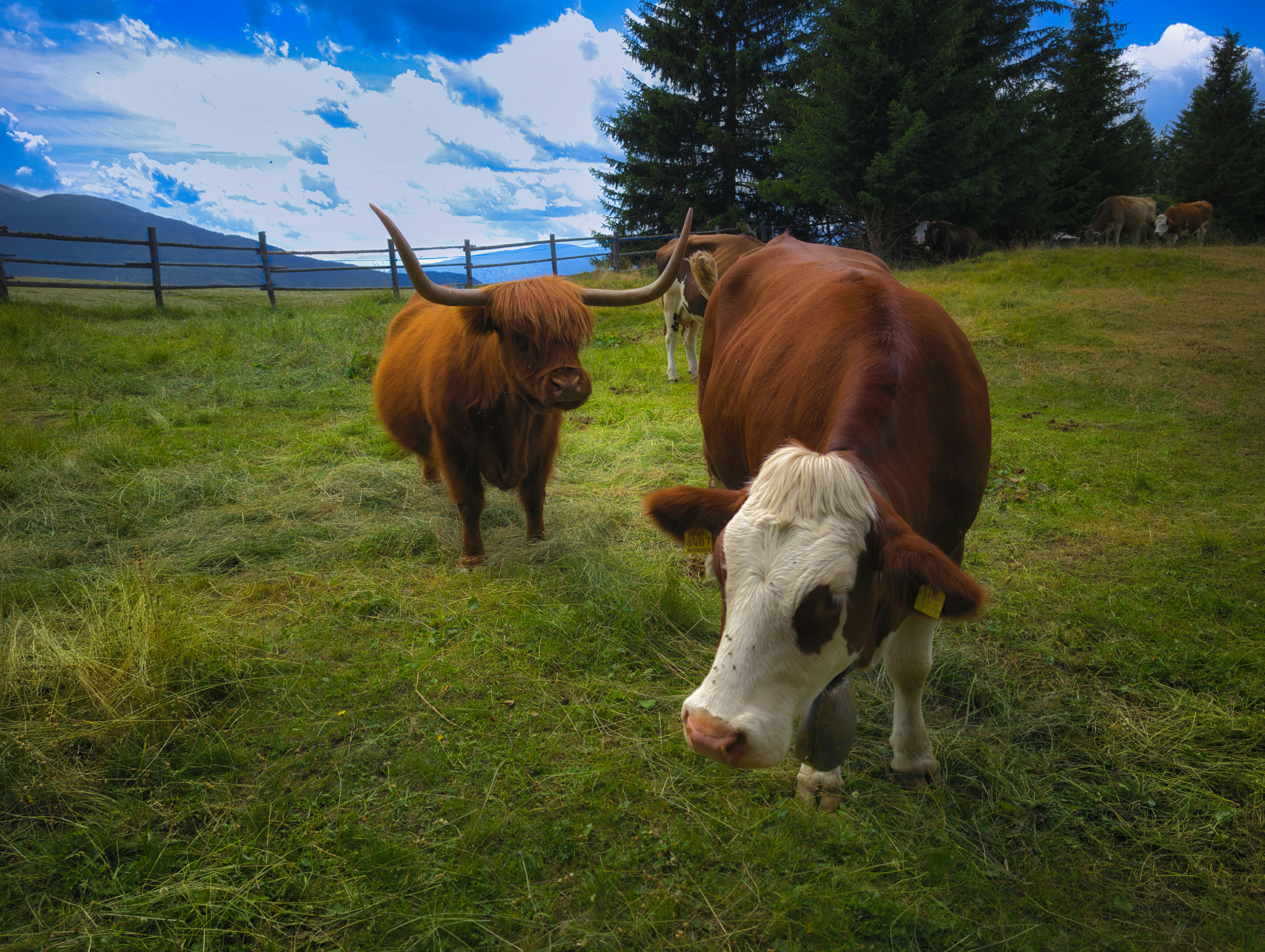 Pasture Portrait: Curious Highlander at the Front Fence