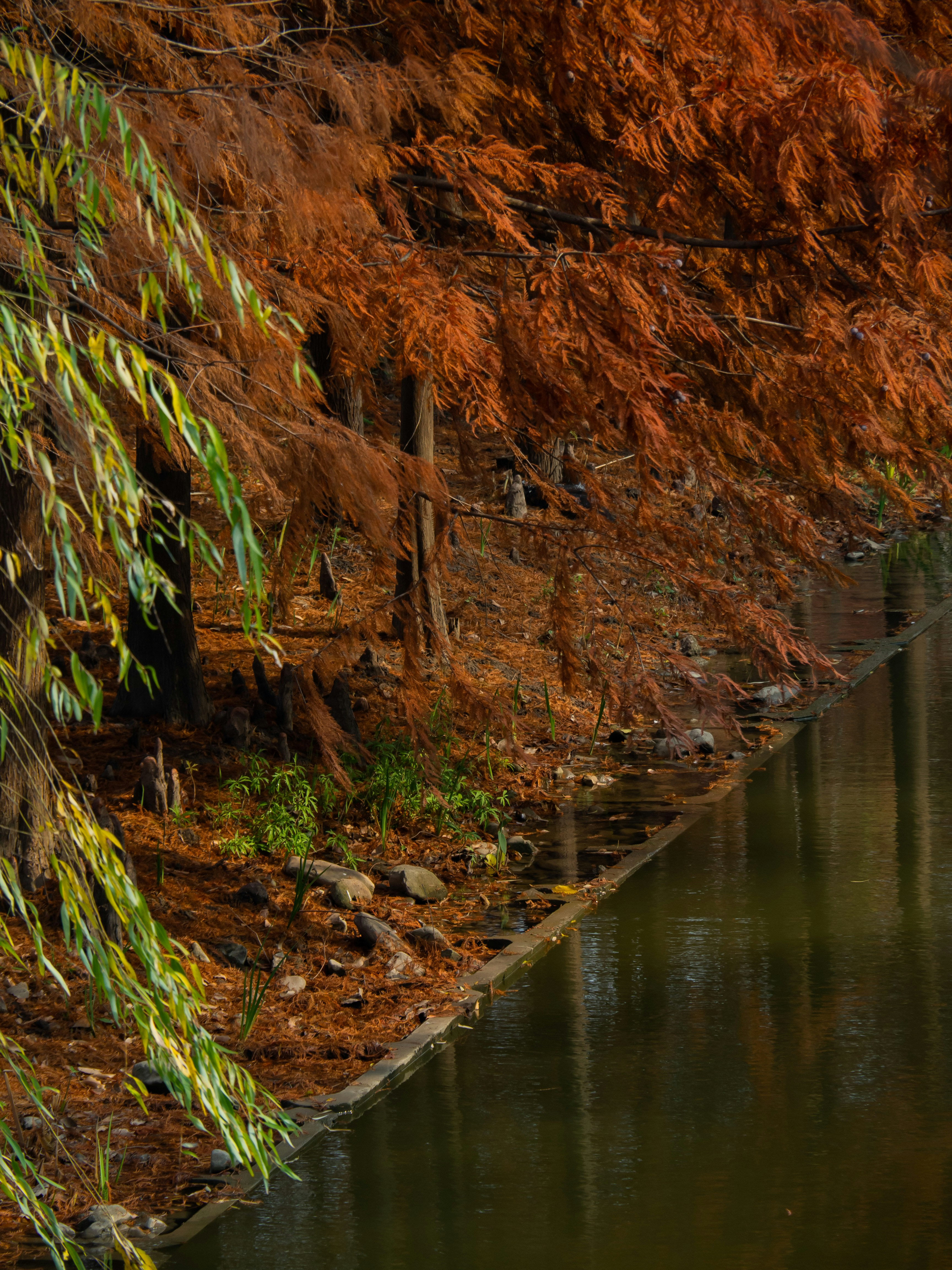 Autumn Streamside Reverie