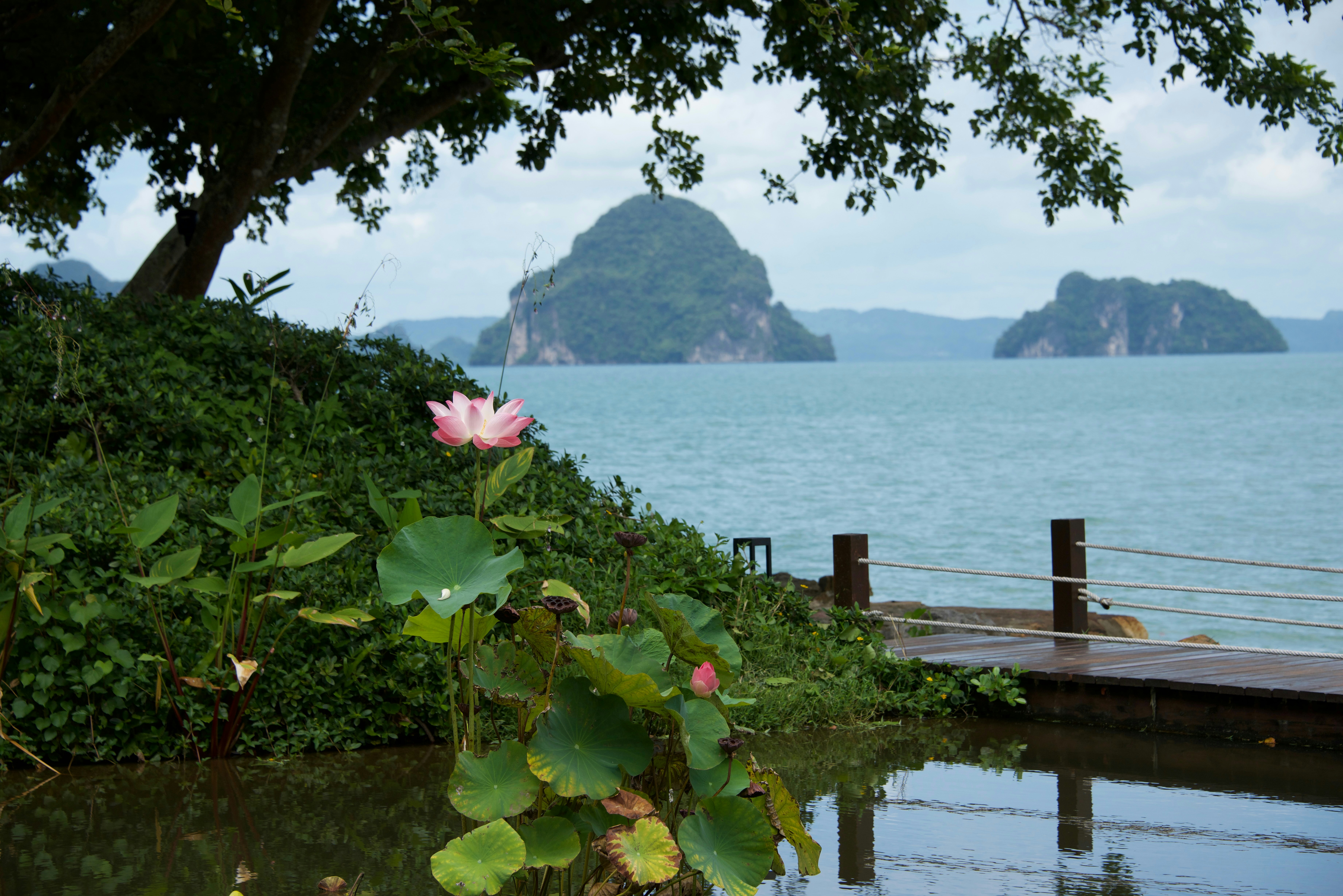 Pink Lotus at the Shoreline Framing the Distant Islands