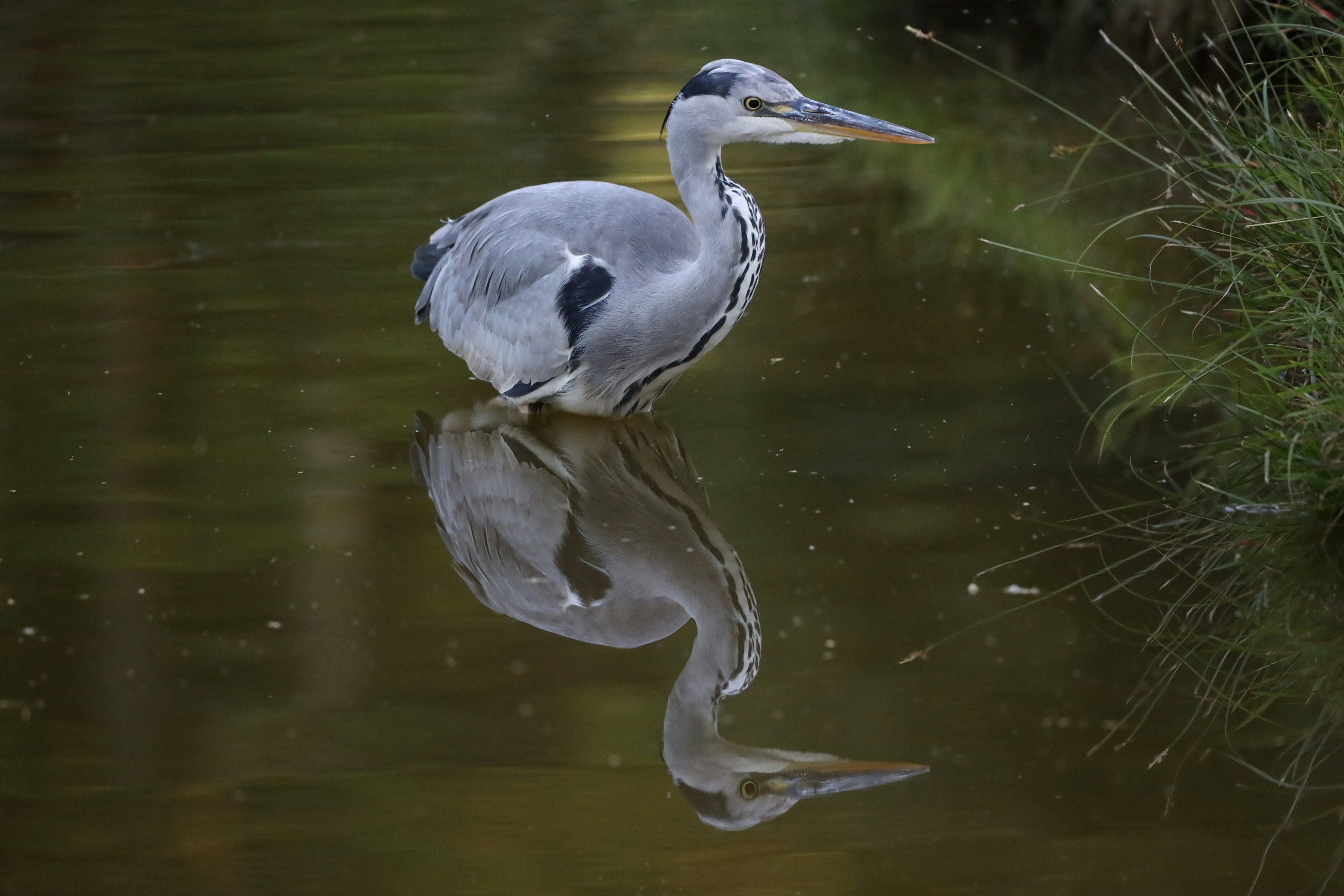 Reflected Grey Heron in Quiet Pond