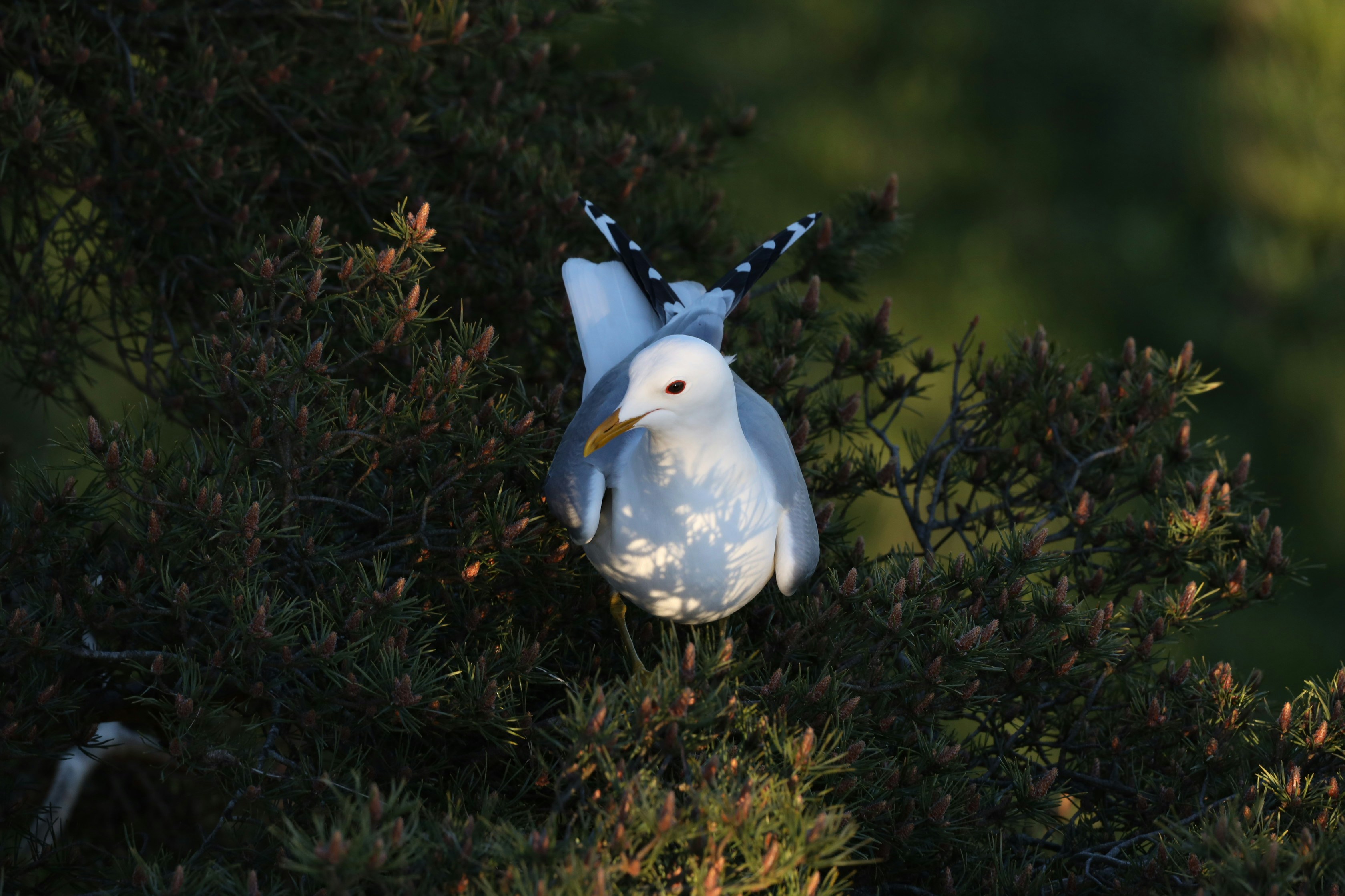 White-crested Gannet in sunlit shrub silhouette