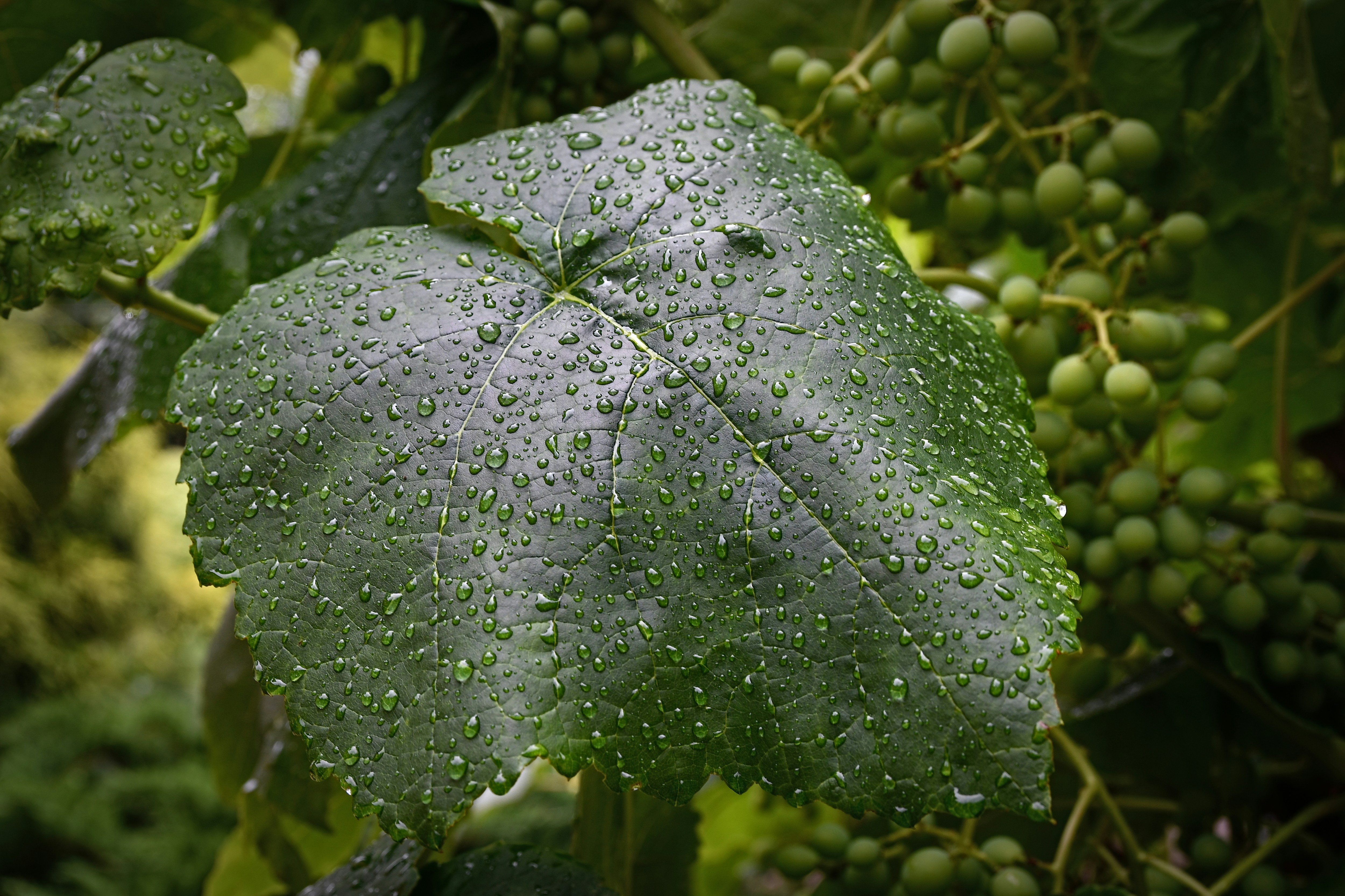 Dew-Rimmed Leaf: Close-Up on Nature's Minute Details