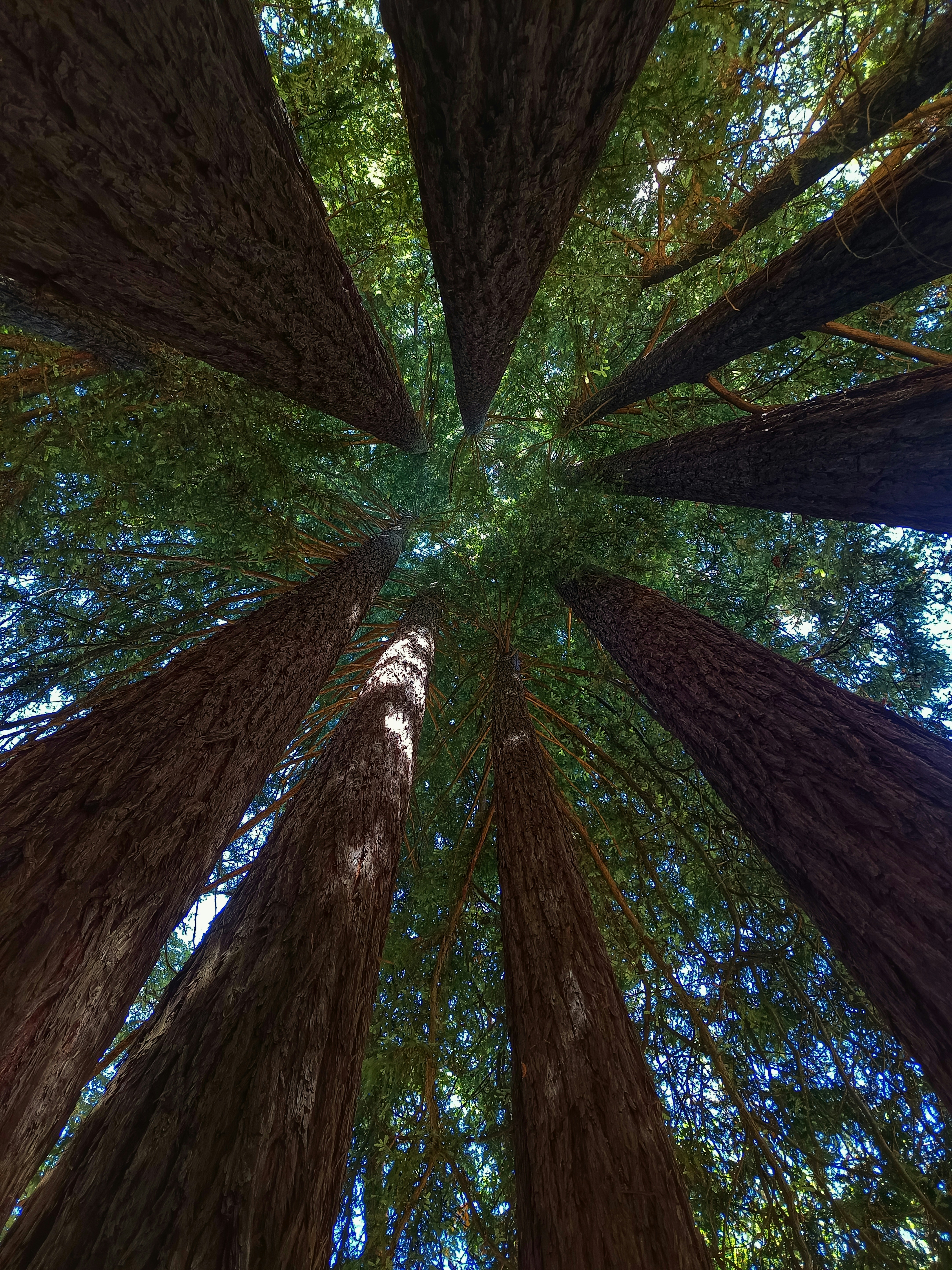 Tall redwood trees reaching toward the sky from a low angle perspective.