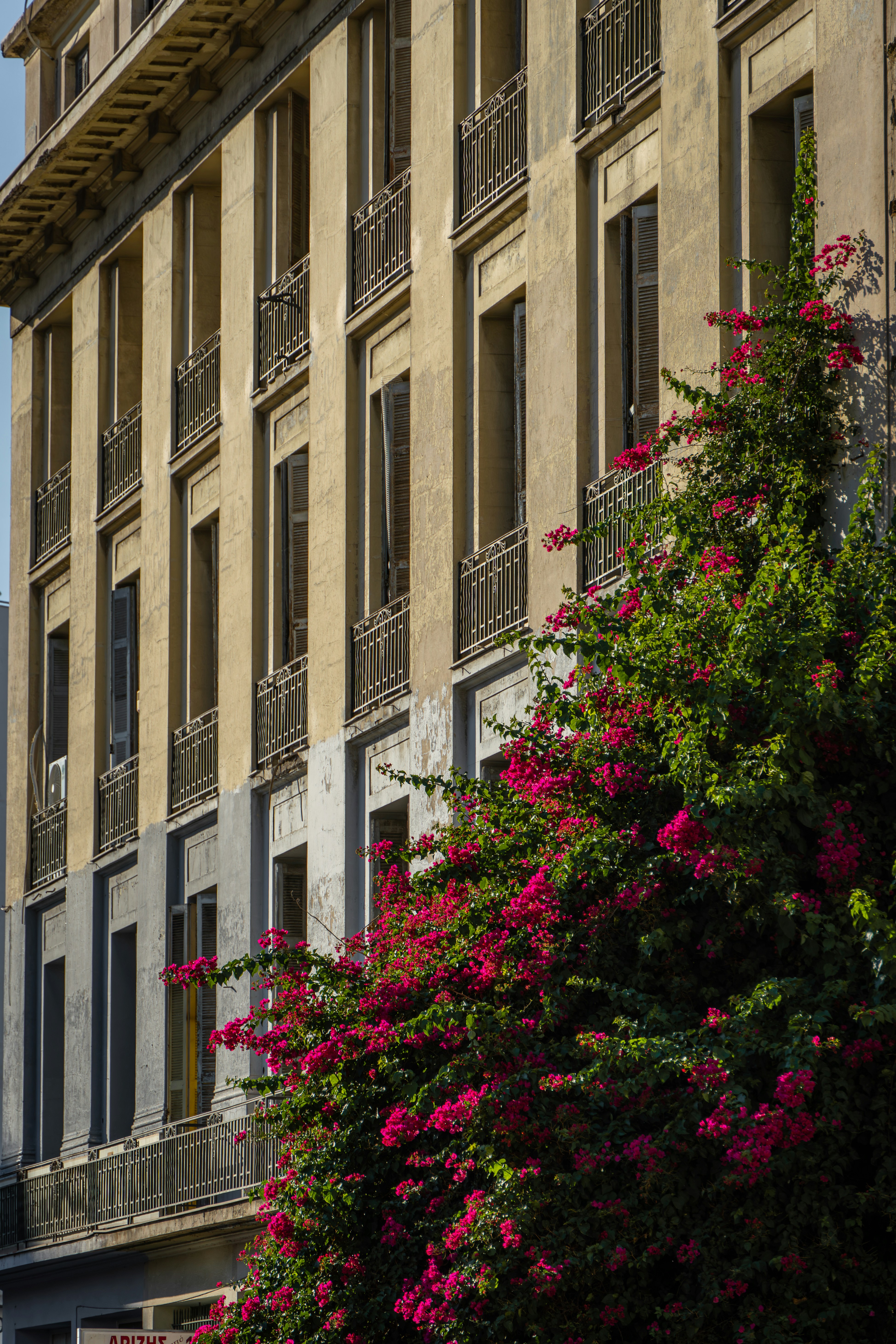 Bougainvillea climbs a sunlit classic facade with repeating balconies and tall windows along an old city building.