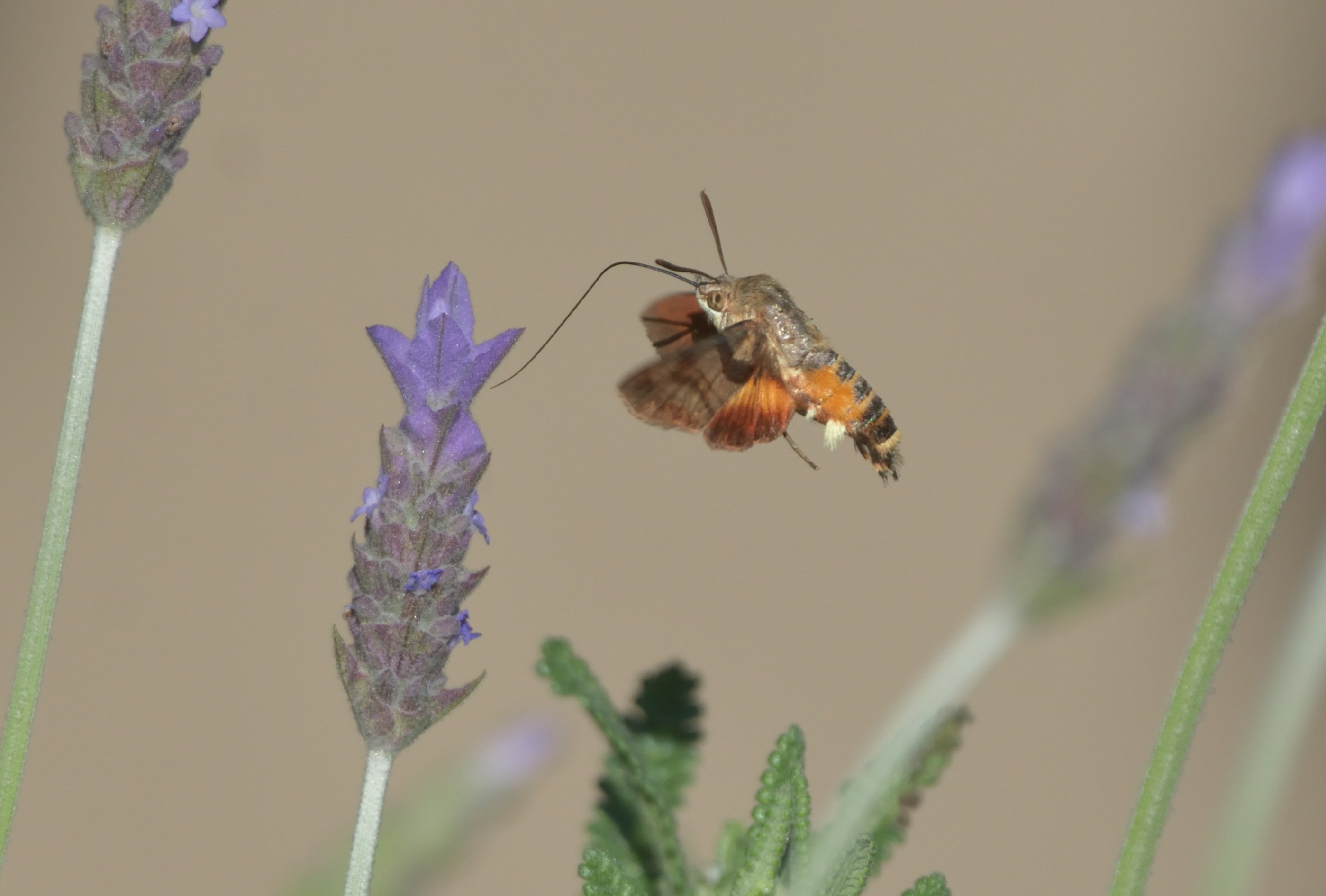 Hovering Hummingbird Hawk Moth: Suspended in Lavender