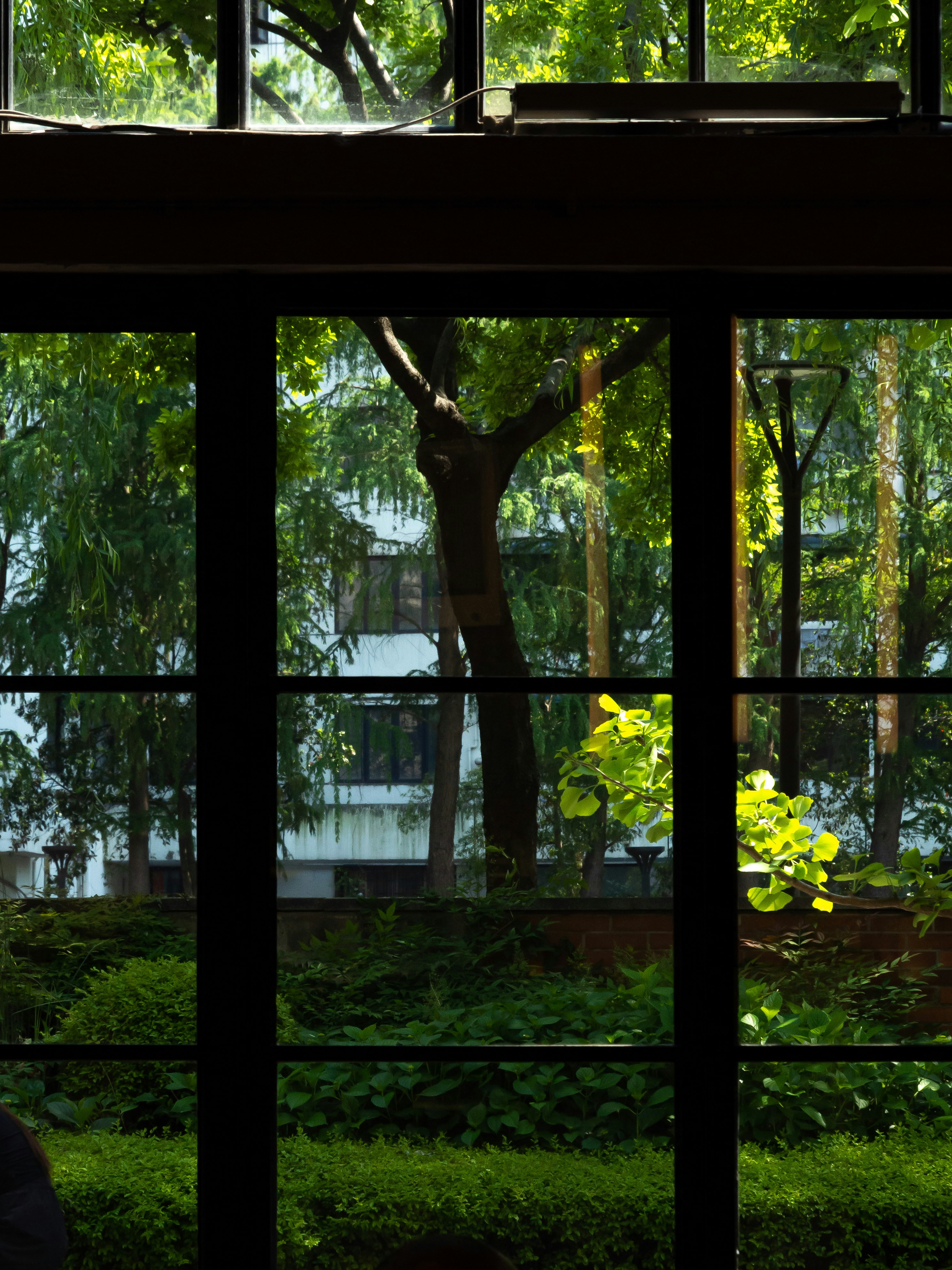 Green Garden Through Gridwork: Quiet Light in a Windowed Study