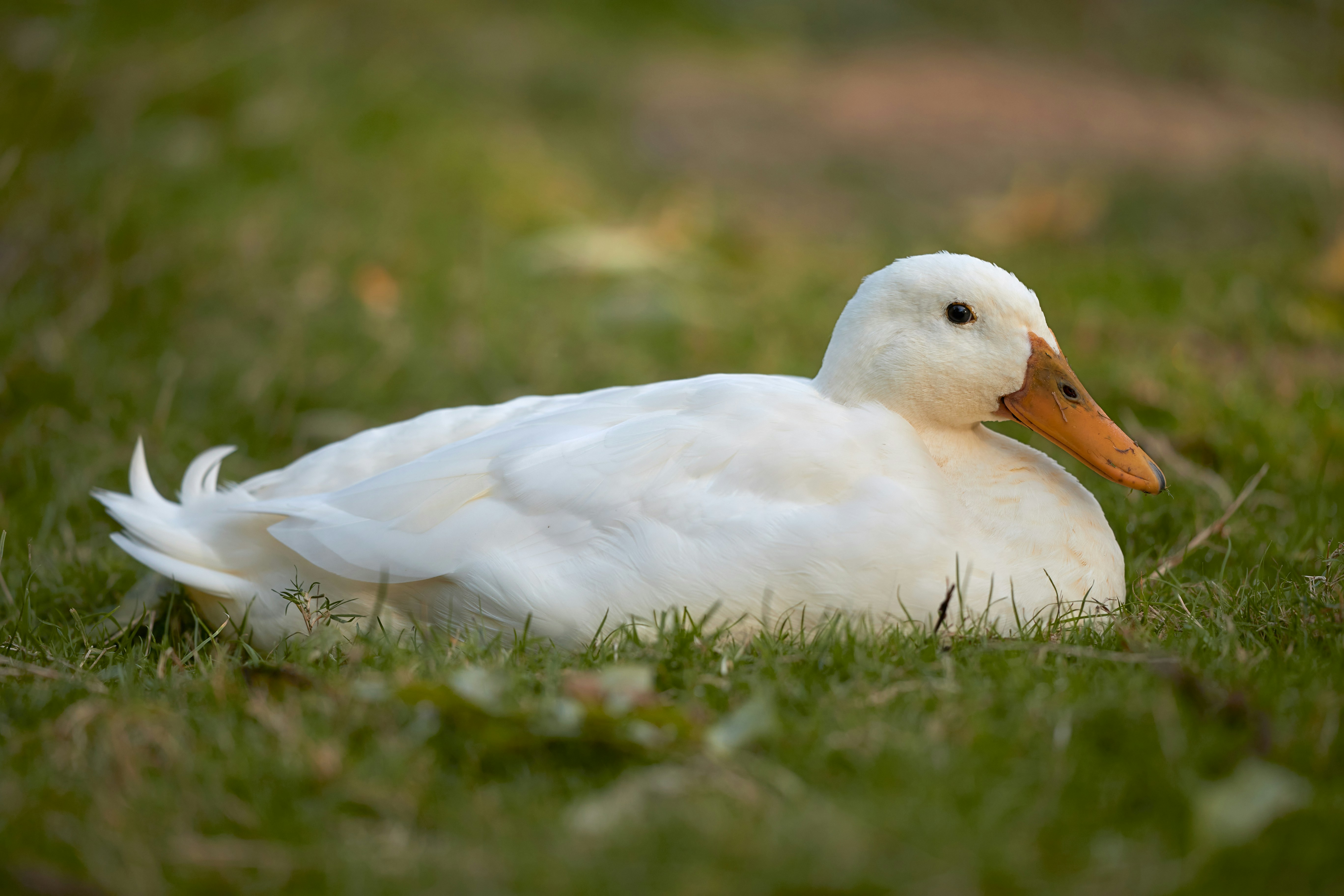 White Duck at Rest: A Quiet Riverside Moment