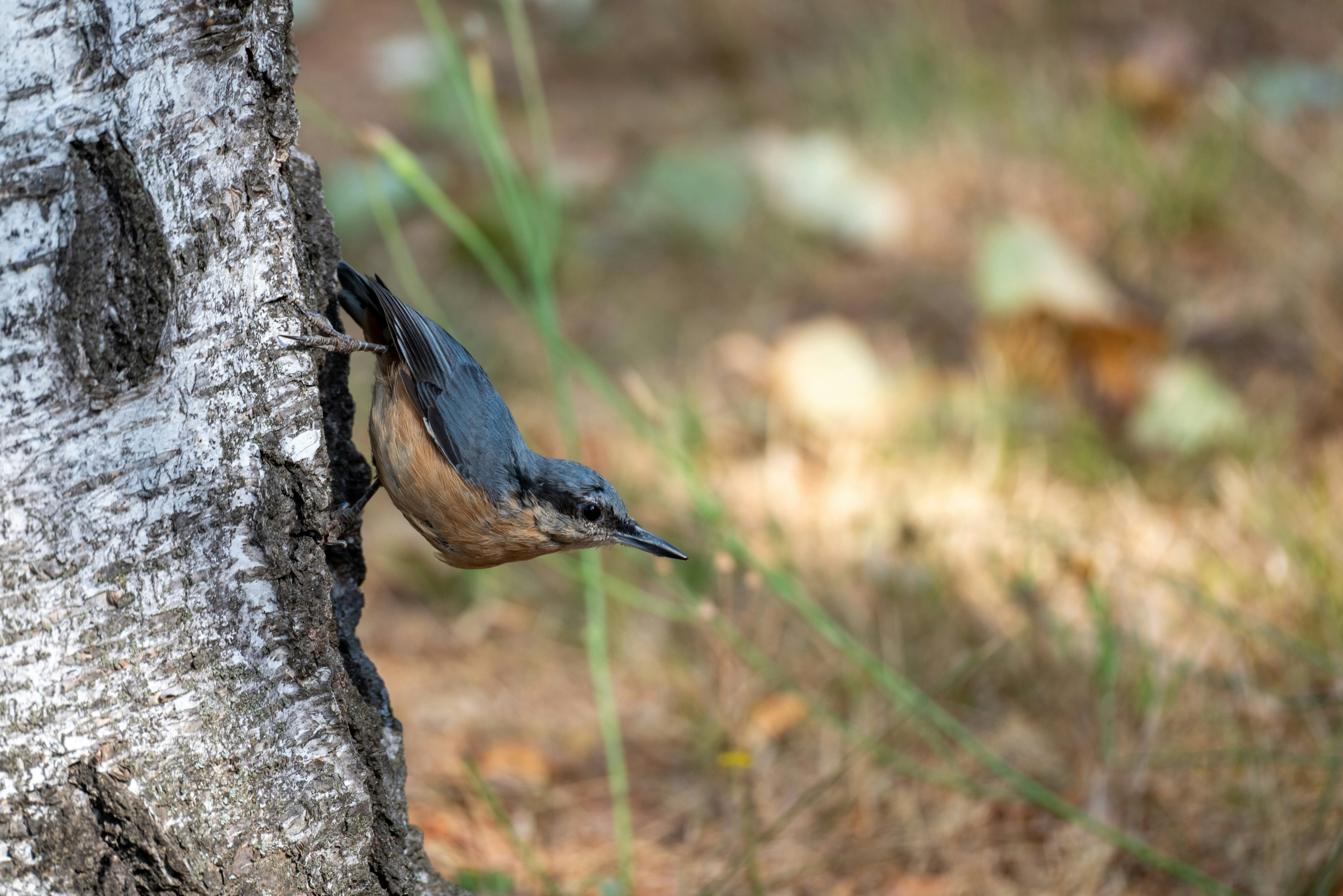 Out on a Limb: A Nuthatch Clings to Bark in Dappled Autumn Light