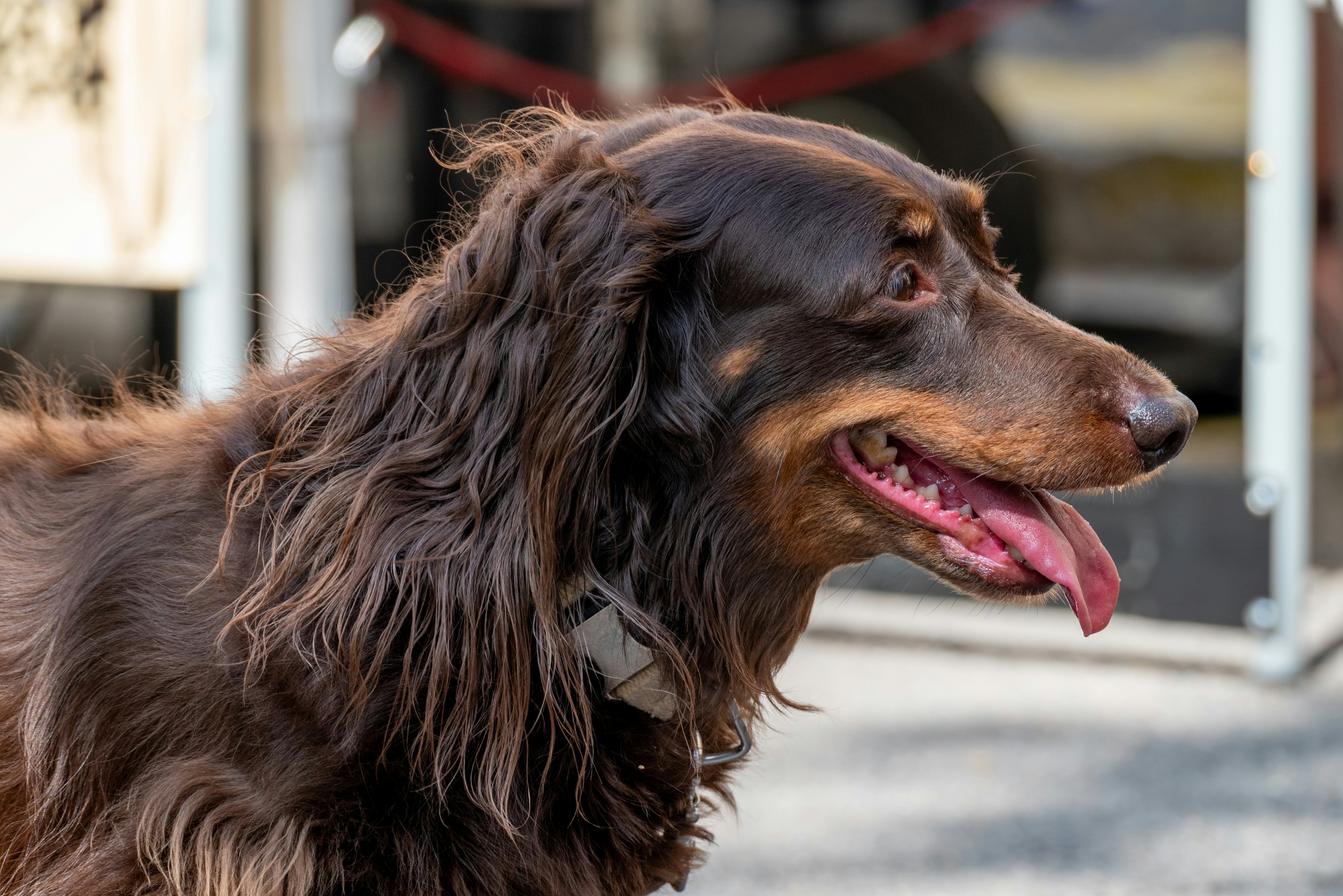 Dignified Dusk: A Brown Retriever in Focus
