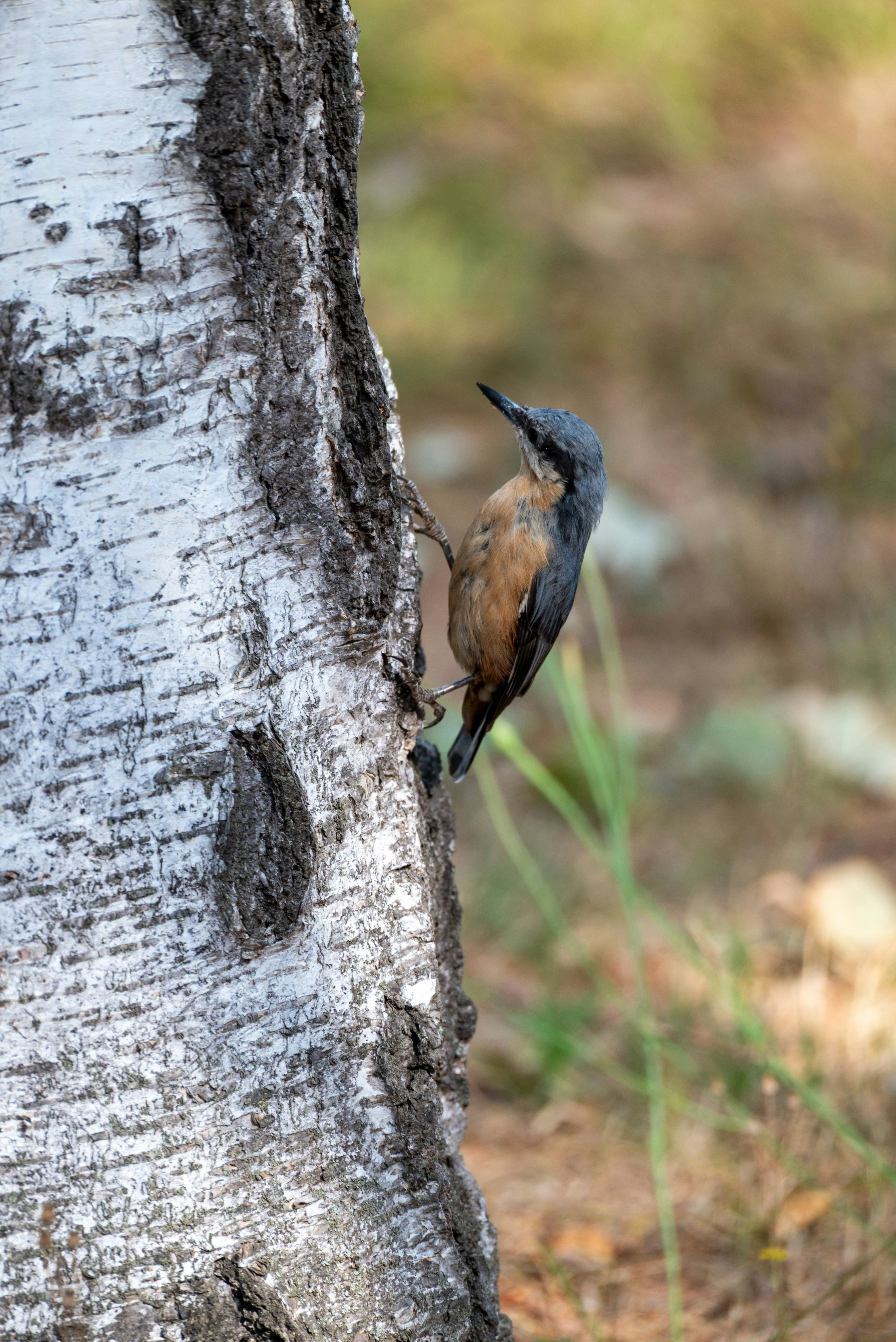 Perched on the Birch: a Small Bird Scales a Weathered Trunk
