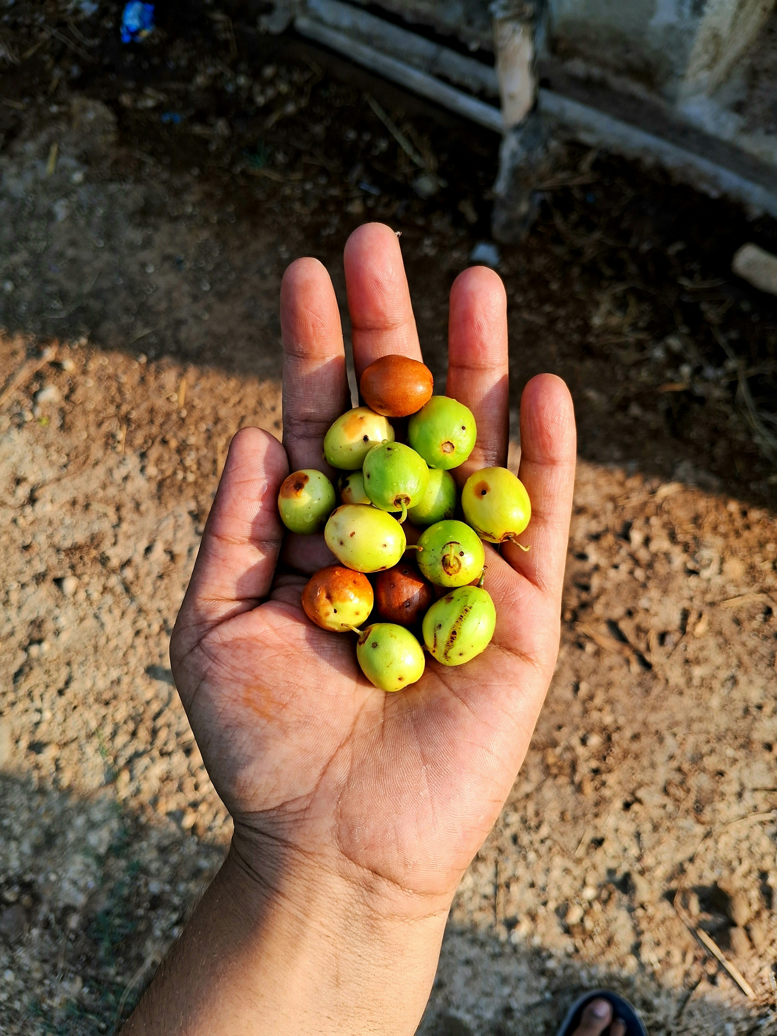 A palm cradle of small green-to-brown fruits sits in a cupped hand, with earthy ground in the background. This is a close-up, emphasizing texture and color variations of the produce.