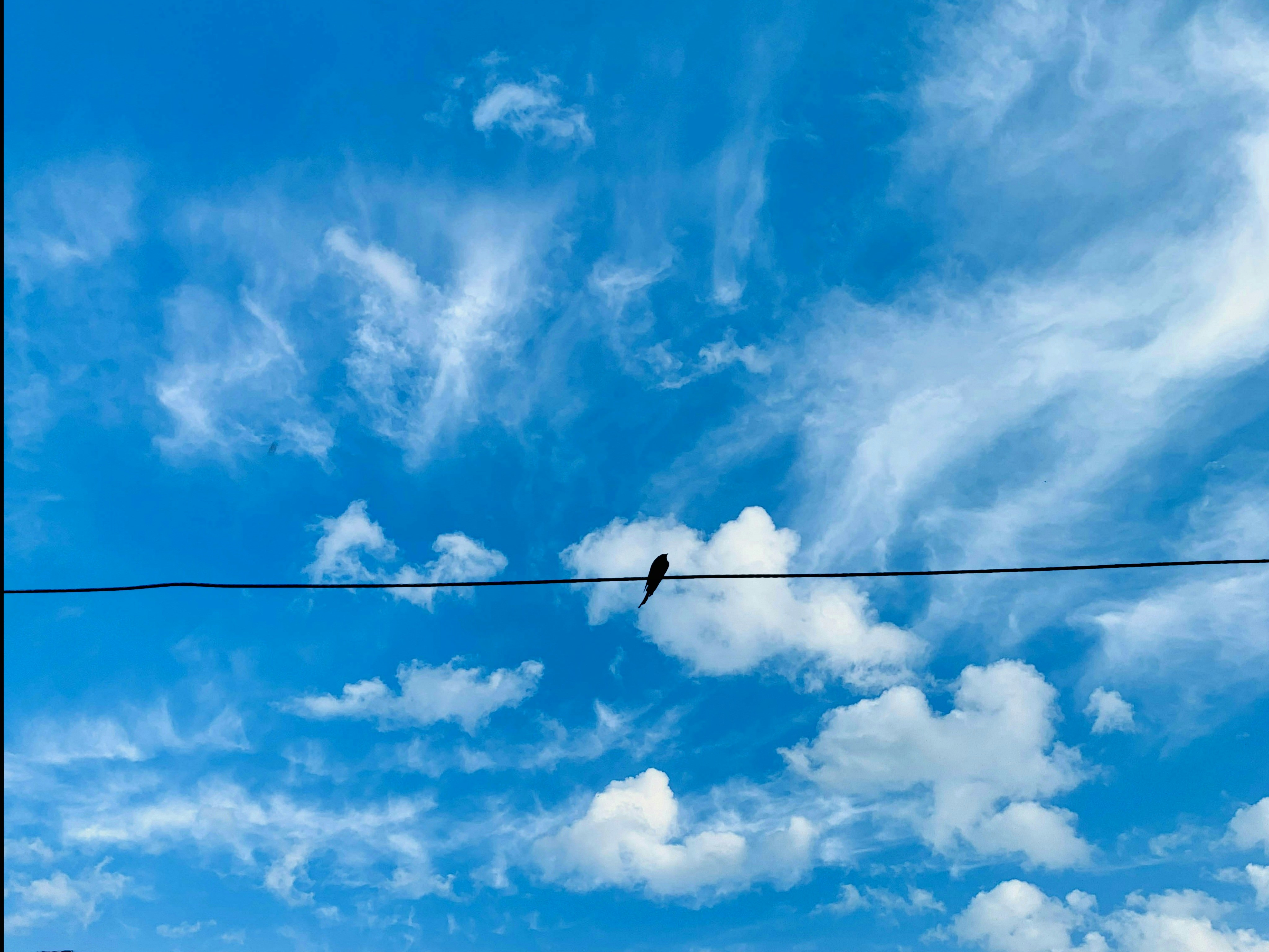 Single bird perched on a wire beneath a vast blue sky