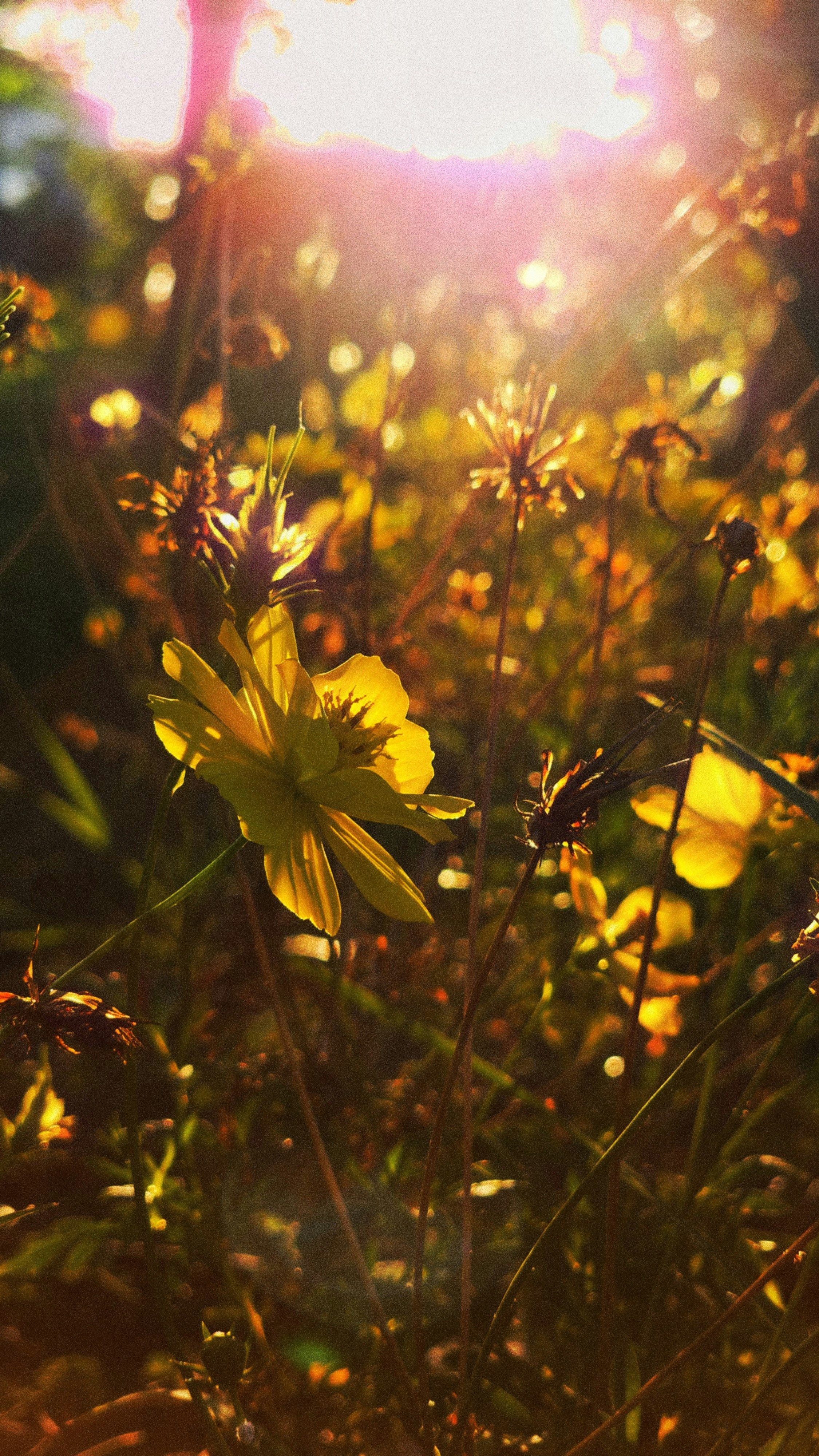 Sun-kissed Yellow Bloom in a Field of Light