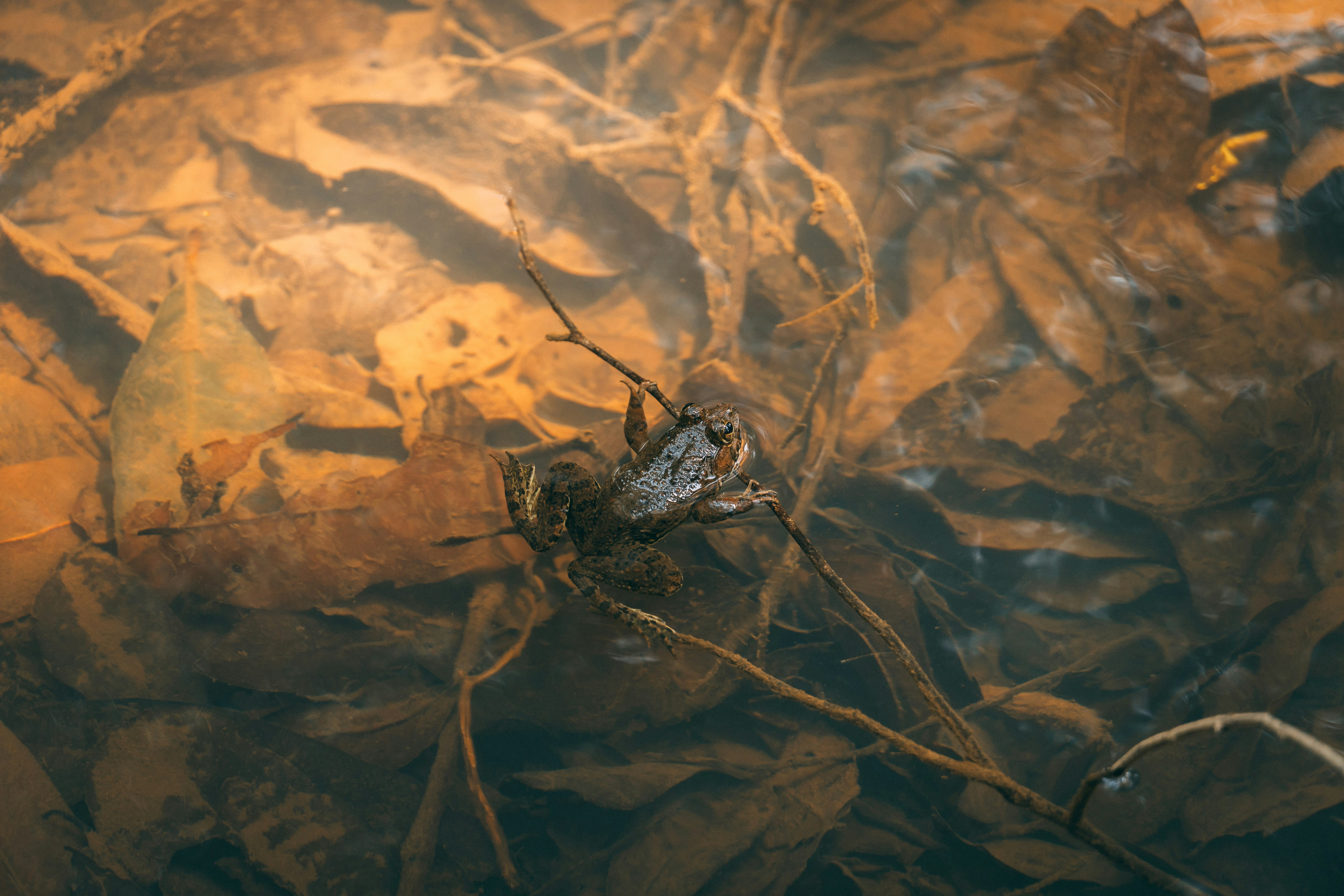 Hidden Amphibian in Leaf-Lilled Waterworld