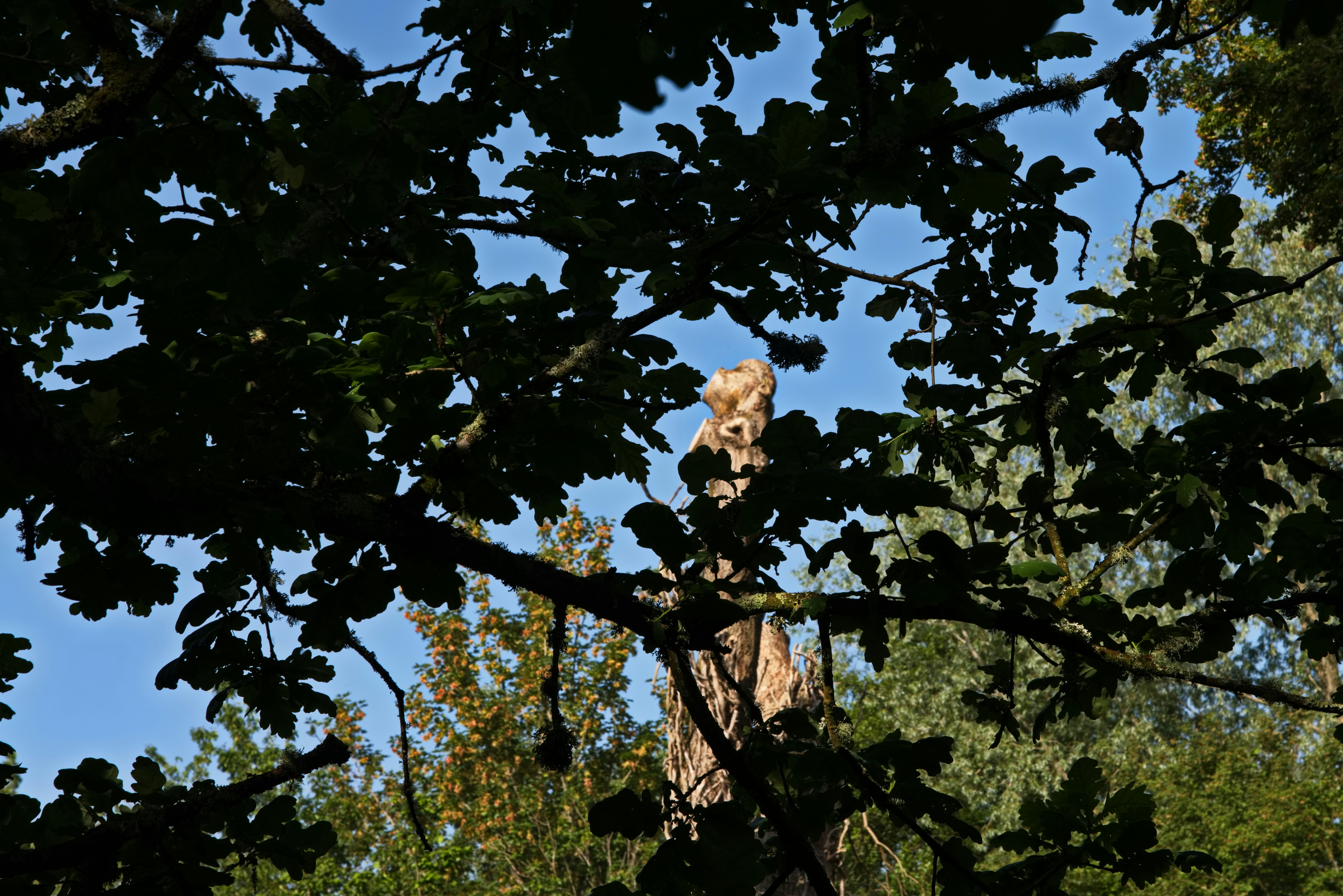 Statue Silhouette Beneath Canopy: A Quiet Park Moment