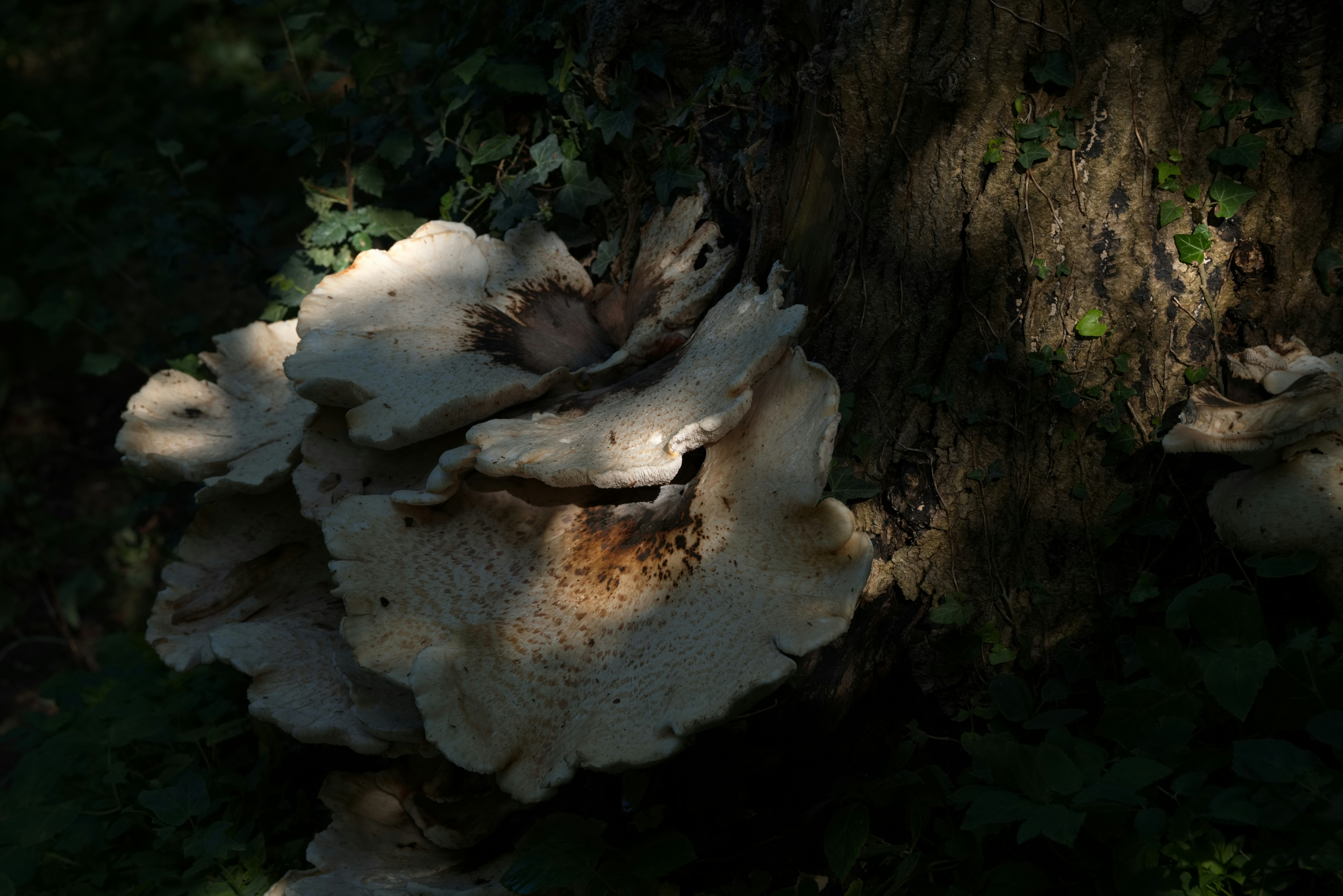 Luminous Shelf of Fungal Majesty in Deep Shade