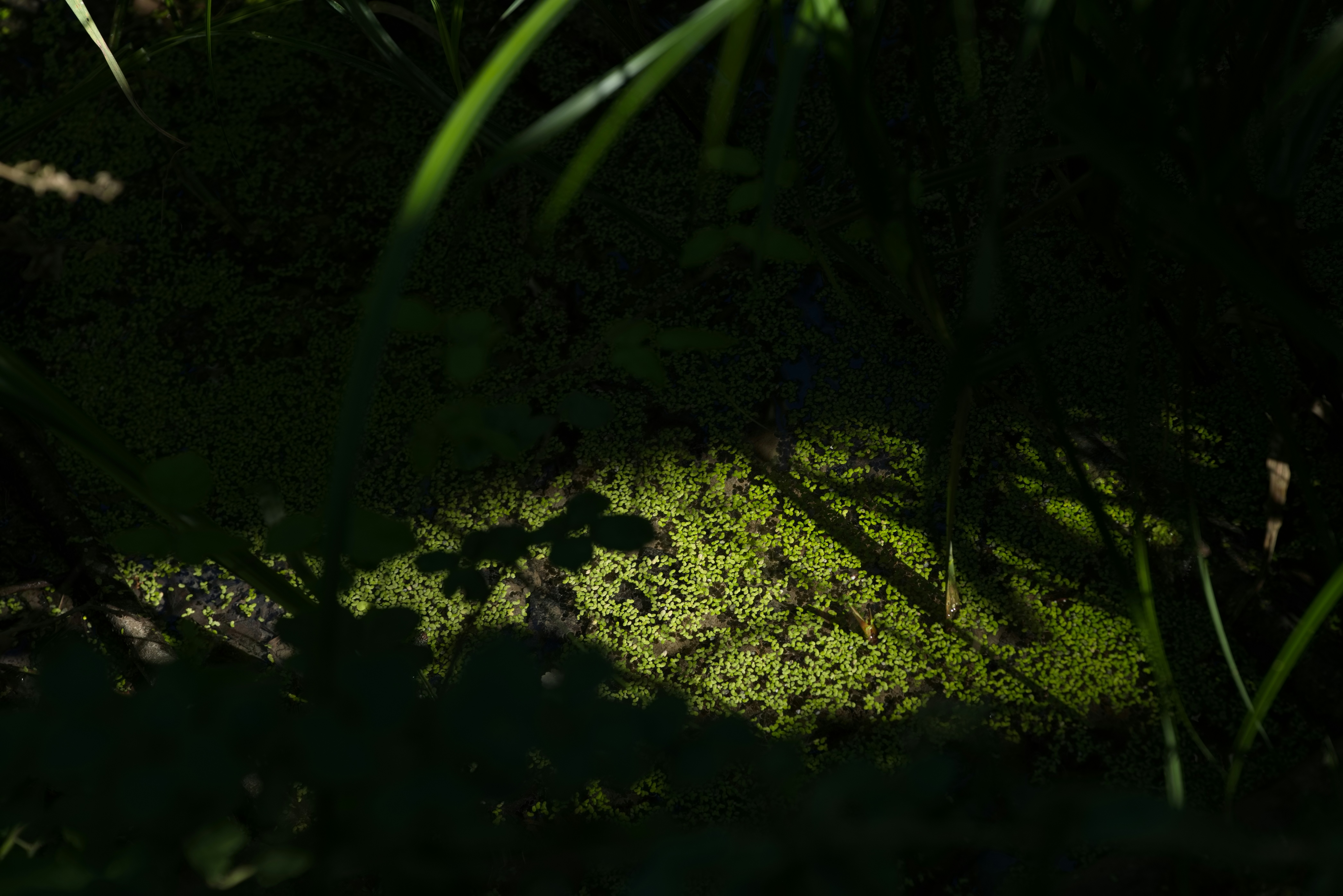 Sunlit Duckweed Glade Beneath a Canopy