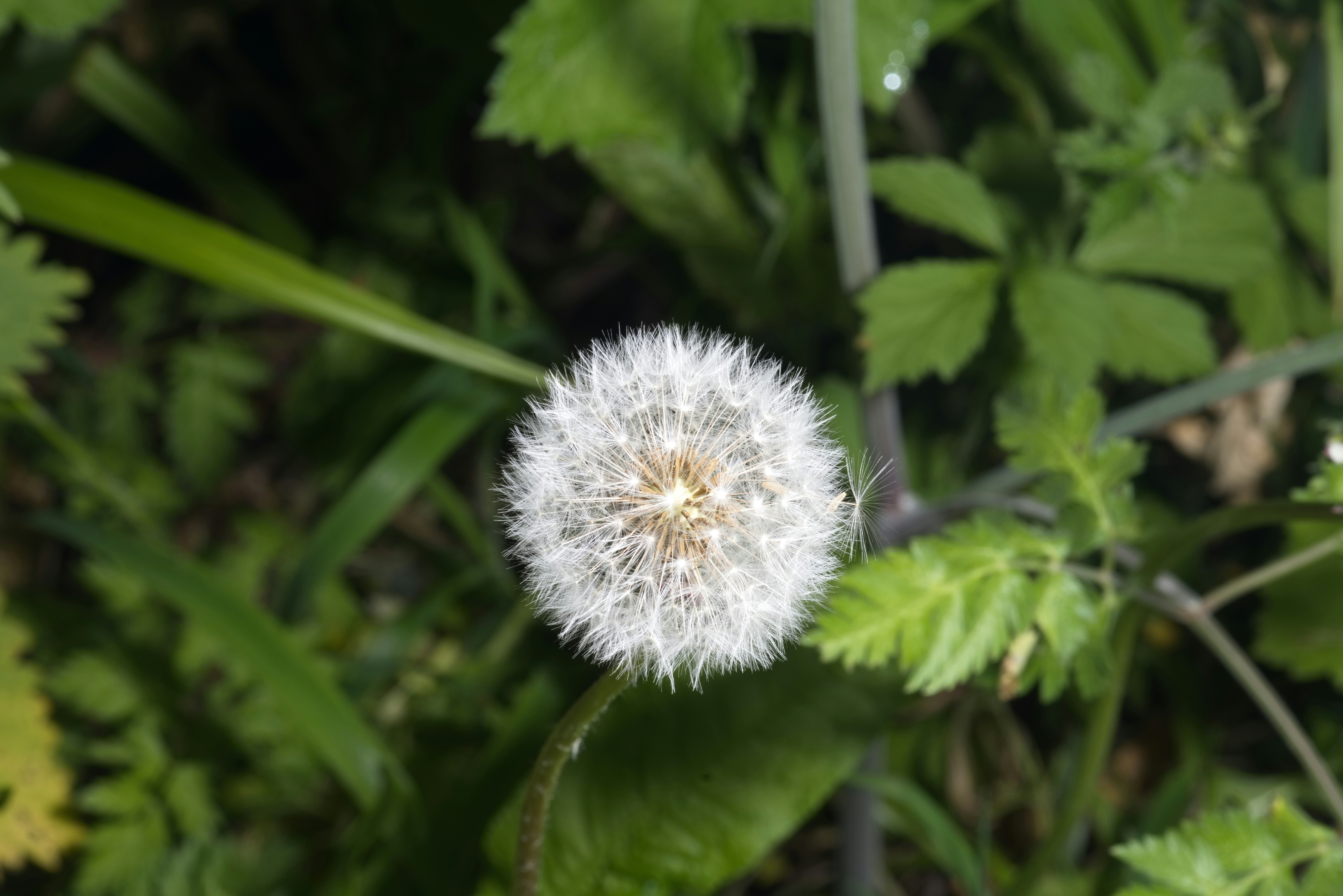 Dandelion Crown: a delicate seed-head against a leafy backdrop