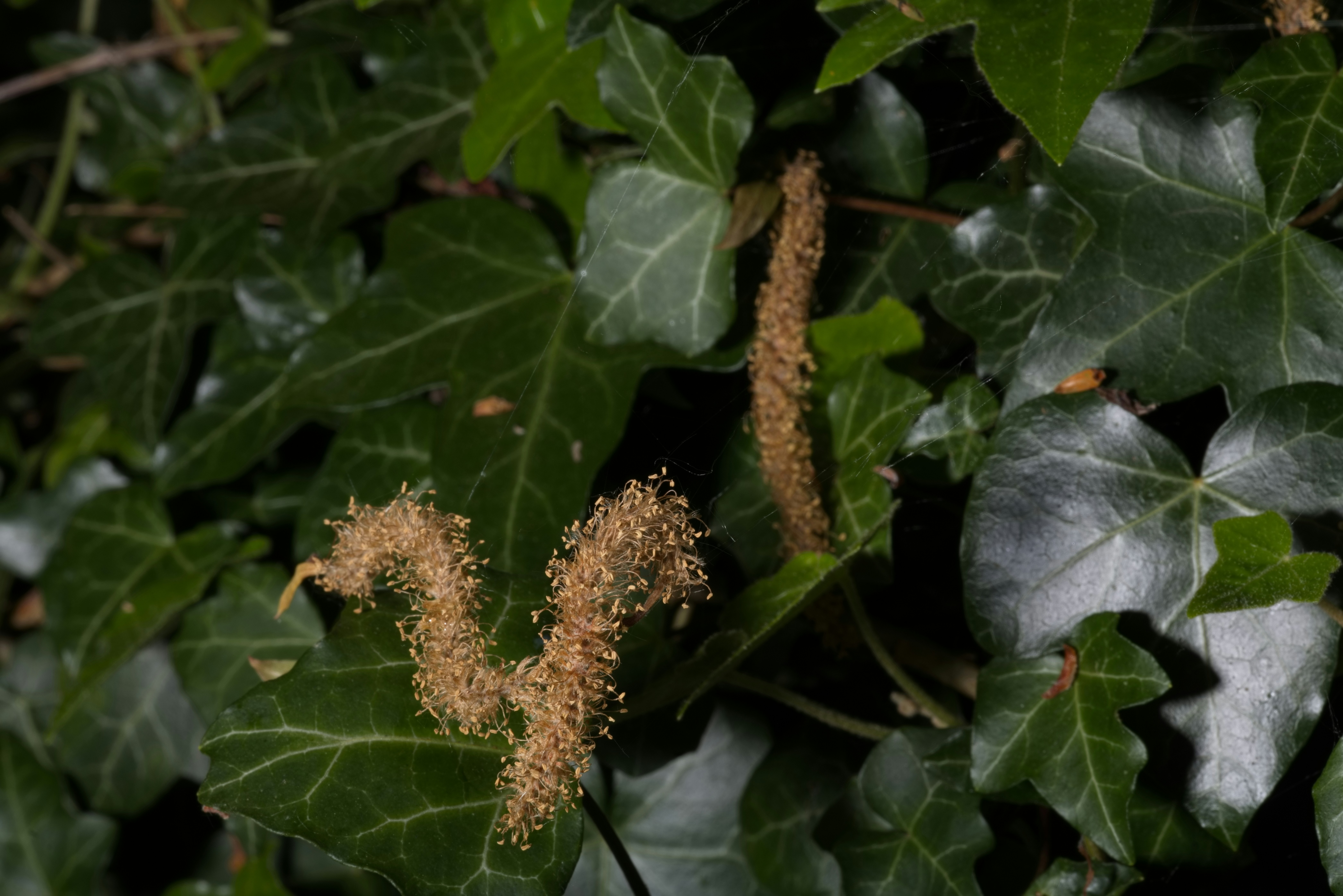 Craning Ivy and Foxy Seed Stalks Against Dense Green Veil