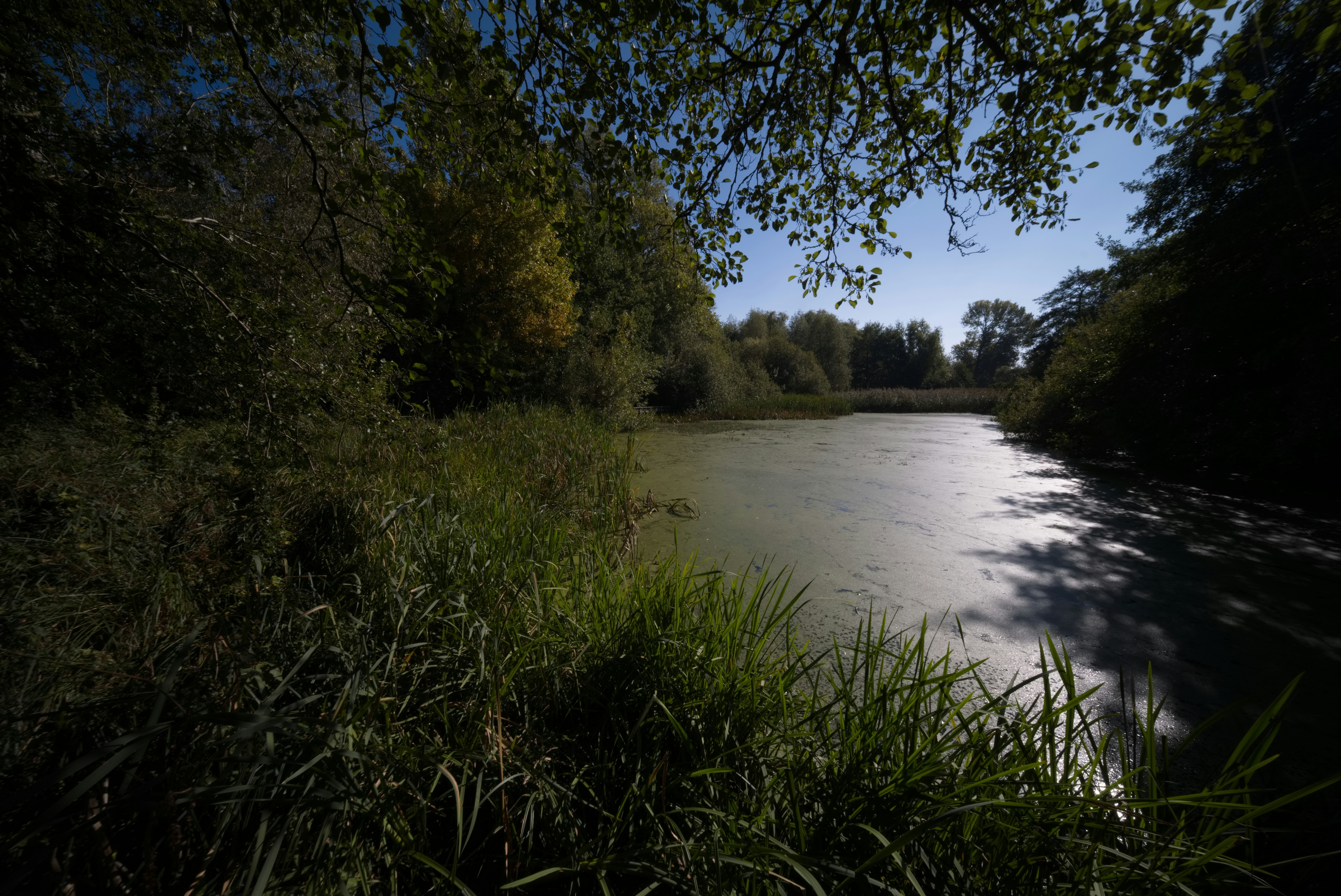 Riverbank Confetti: Dappled Light on Quiet Water