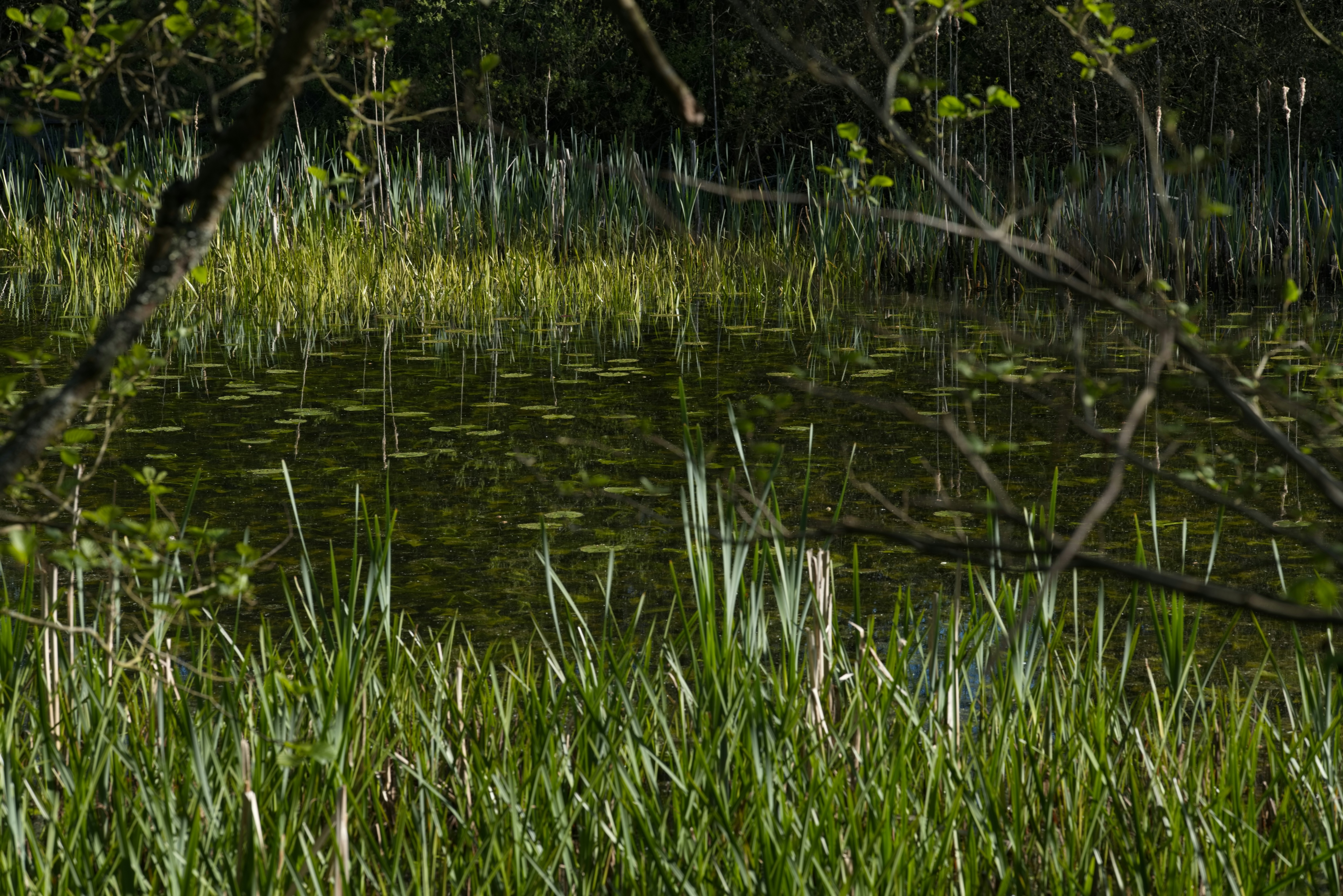 Quiet Marsh Edge: Reeds at the Margin