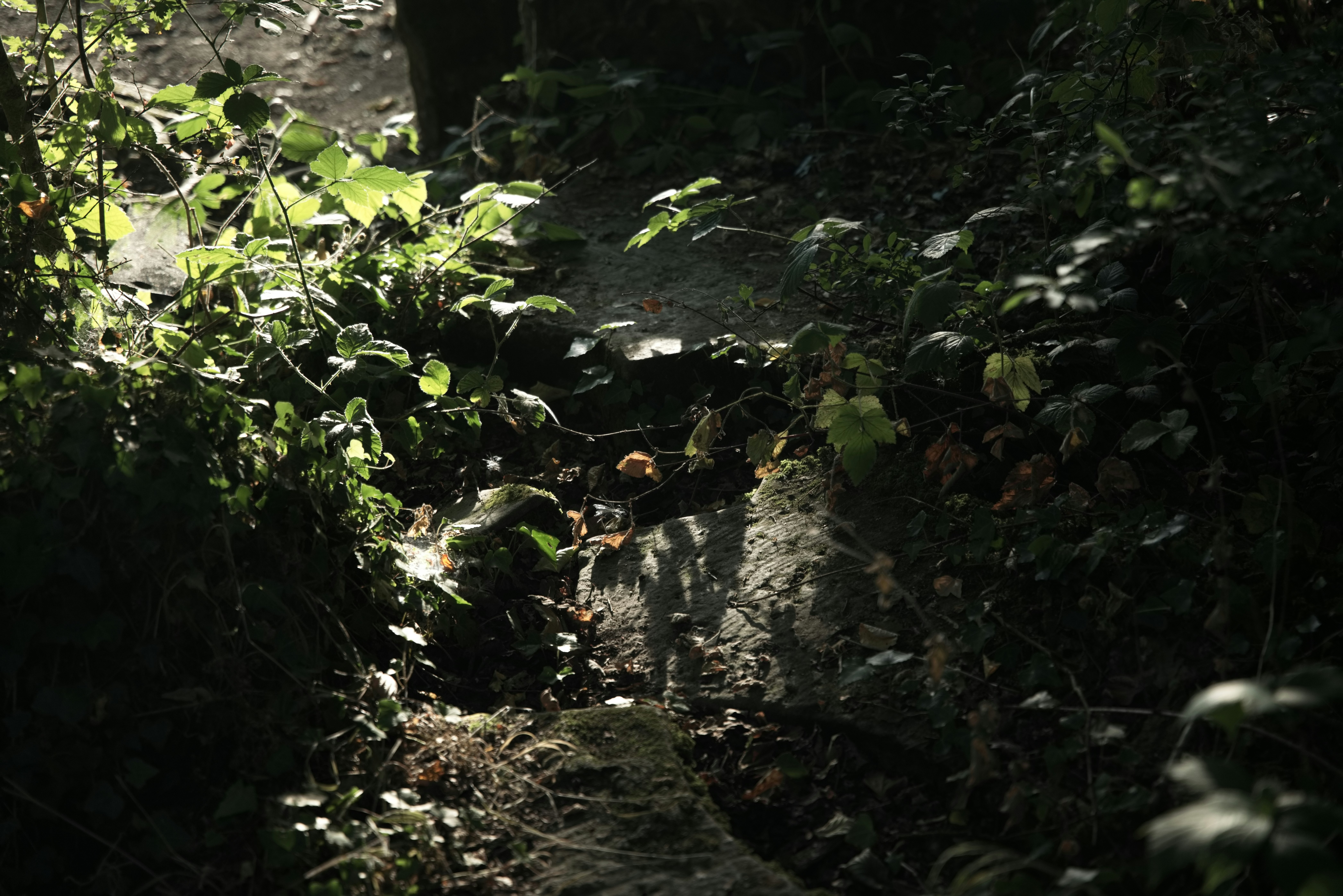 Shade-Draped Creekbed: Quiet Light Through Forest Green