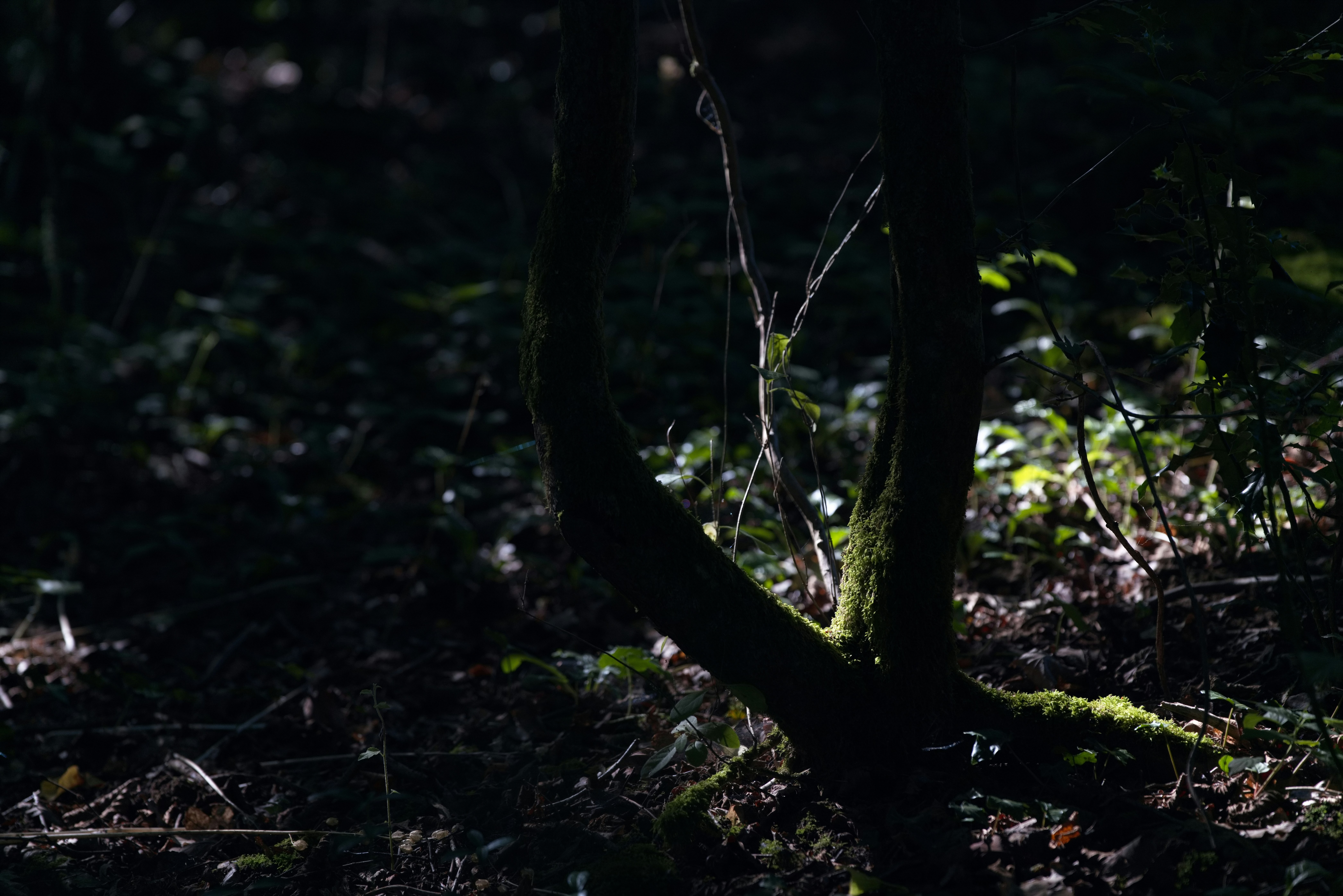 Moss-Clicked Trunk in Dim Forest Light