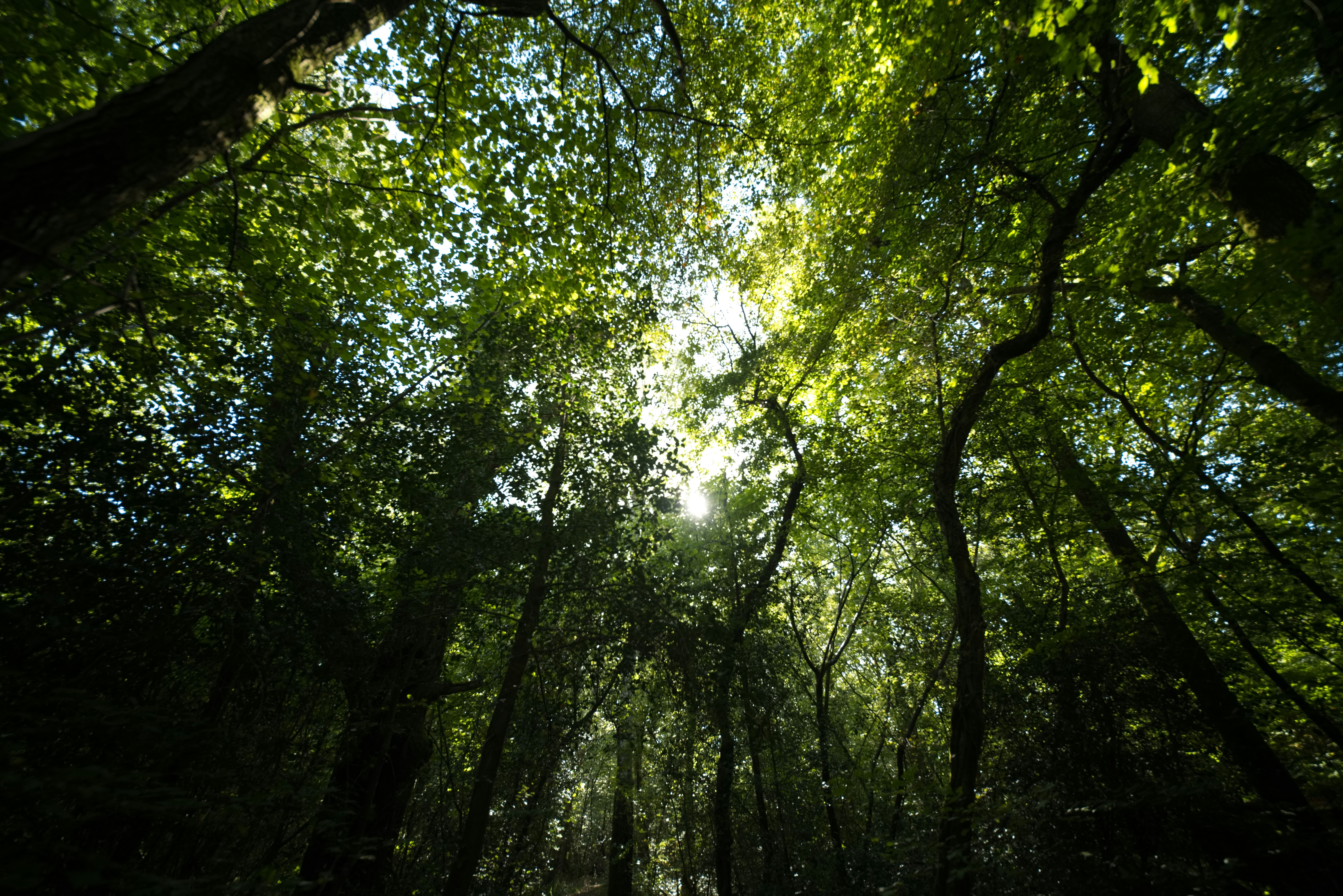 Sunlit Canopy Lifted Through Tall Pines