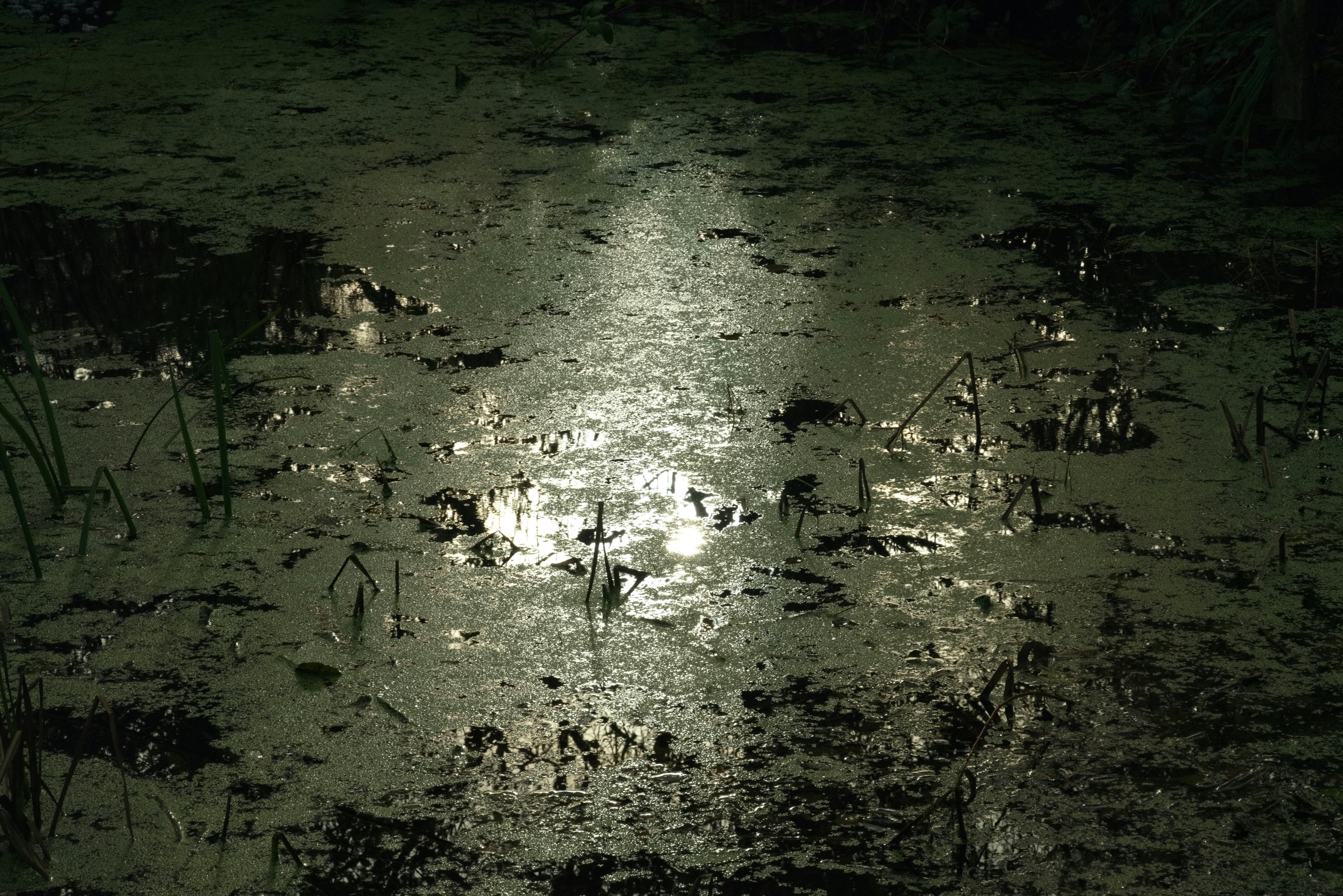 Moonlit Mire: Quiet Currents on a Shadowed Pond