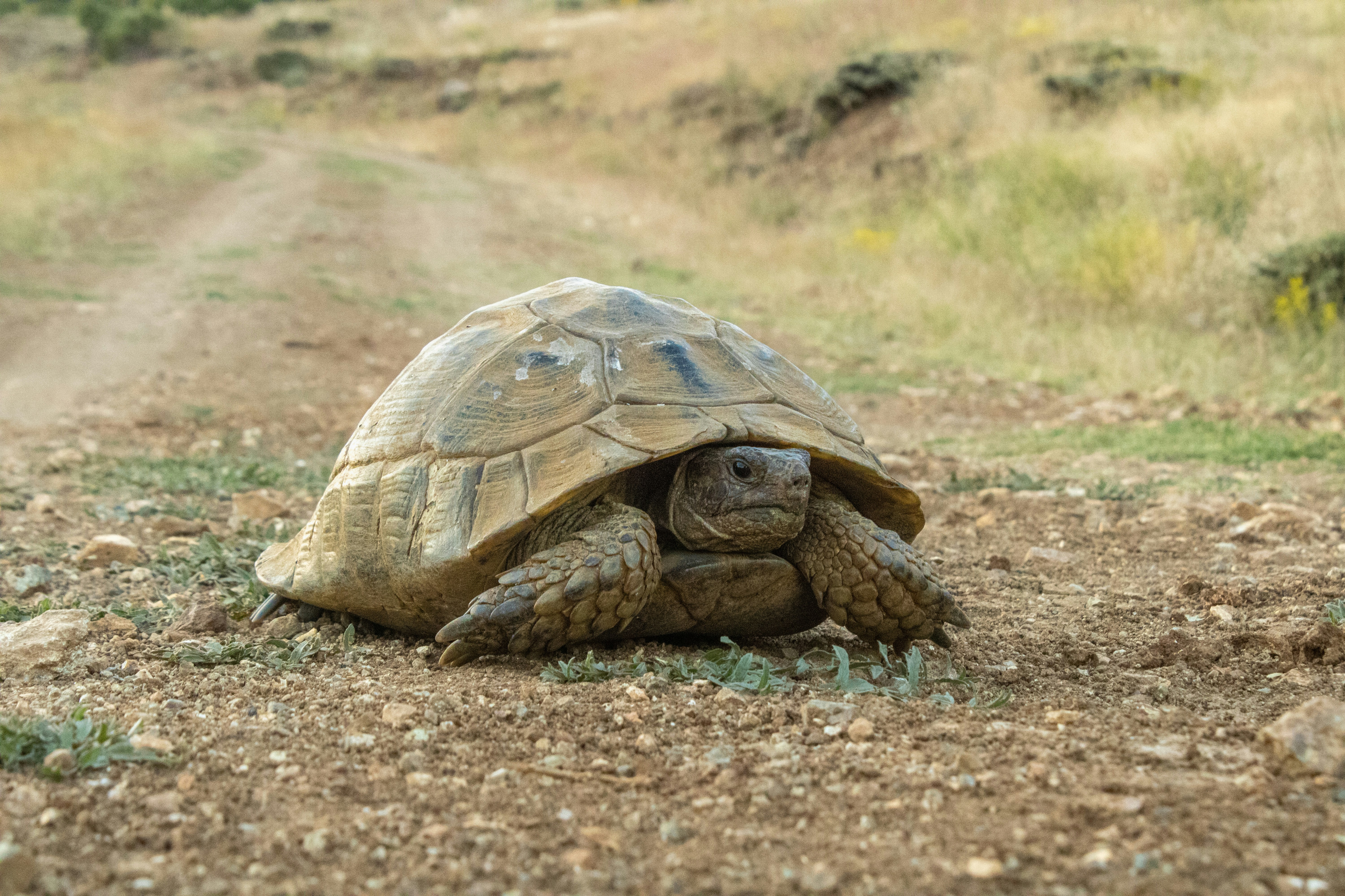 Somnolent Wanderer: A Desert Tortoise Pauses on a Quiet Track