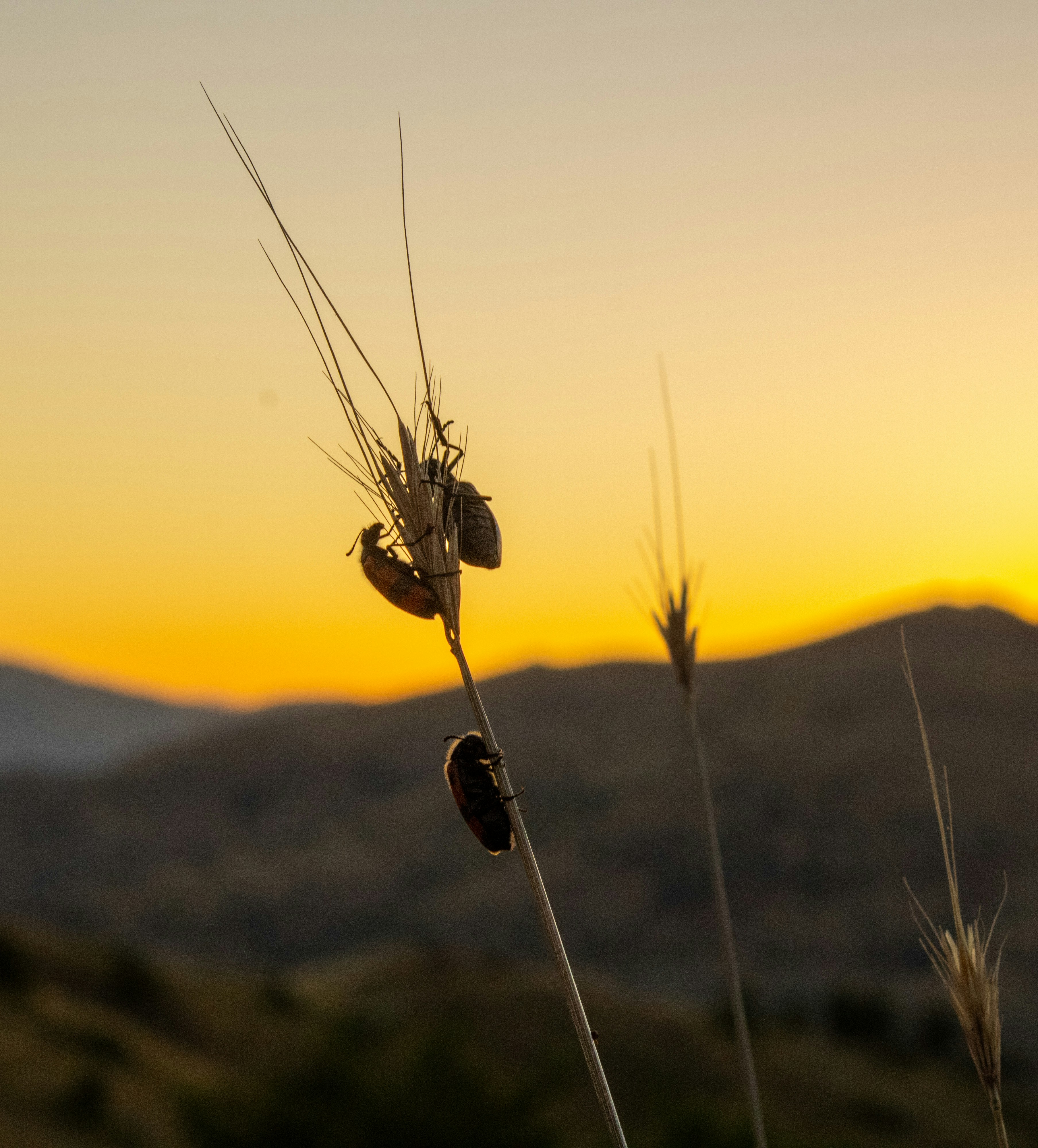 Silhouetted seed pods Reach for the Golden Horizon