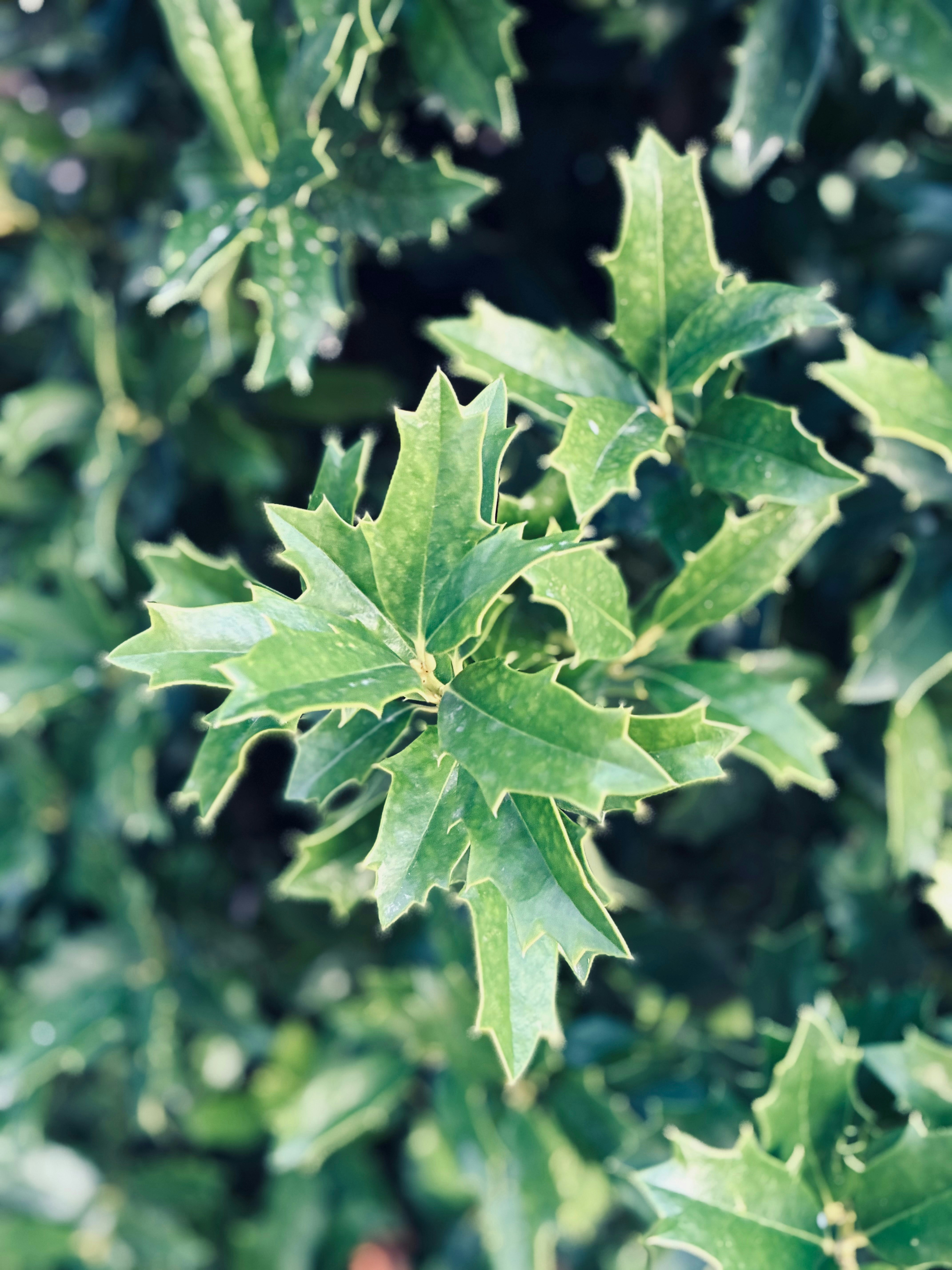 Close-up of Varied Holly Leaves: Sharp Edges and Rich Green Tones