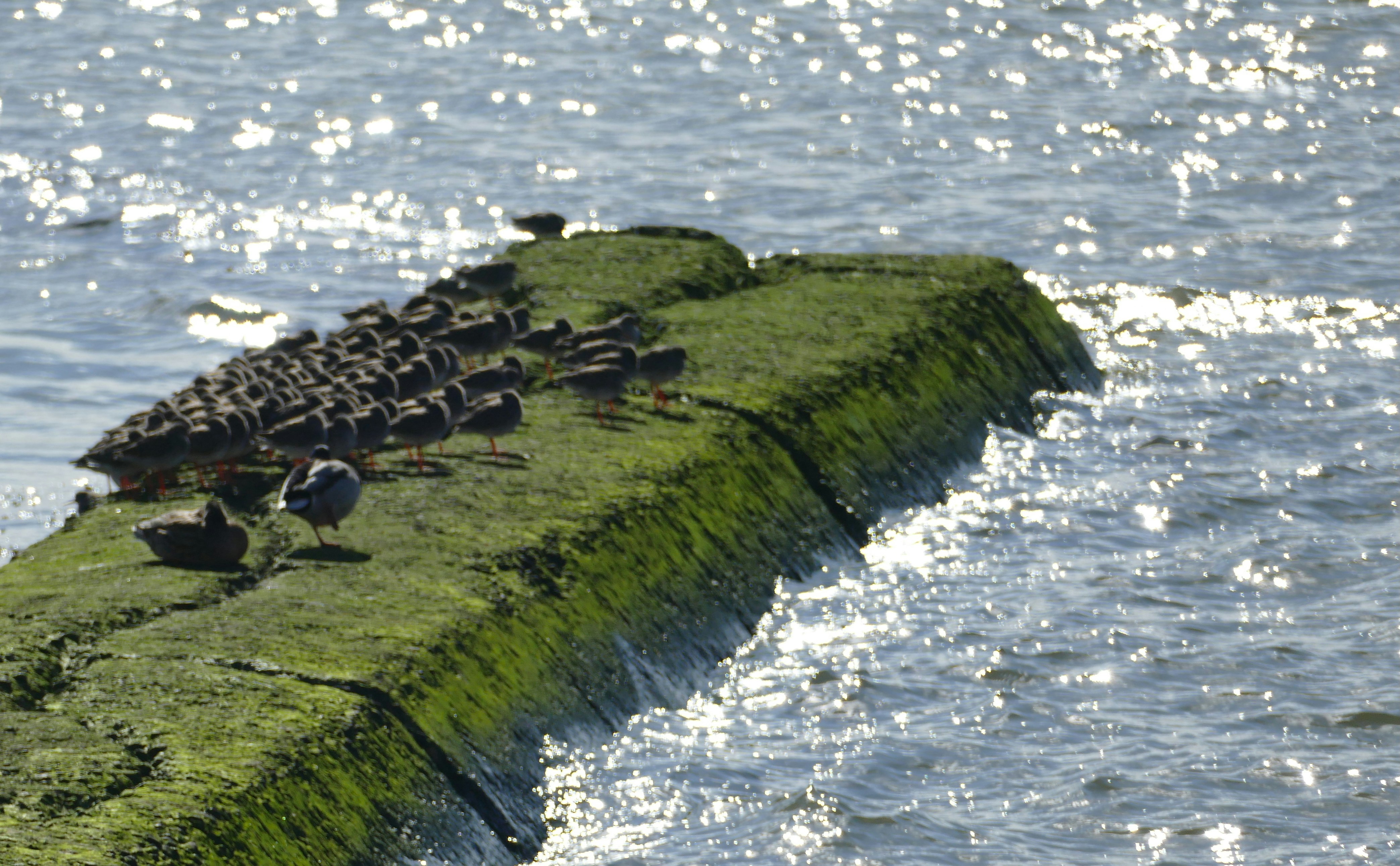 Moss-Cilled Breakwater: A Flock of Birds Resting on Seagrass-Streaked Jetty