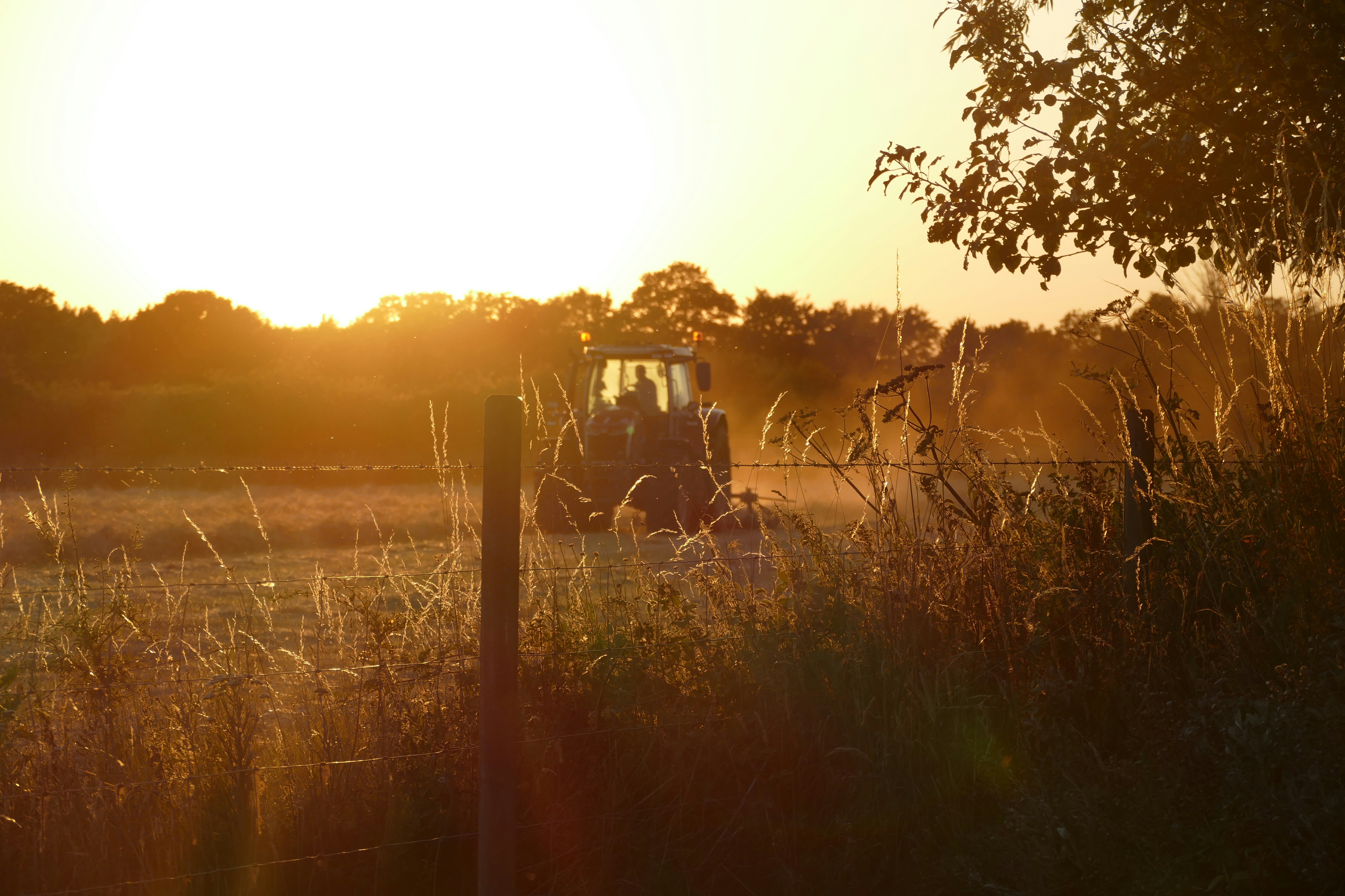 Sunlit Farmyard in Evening Silence