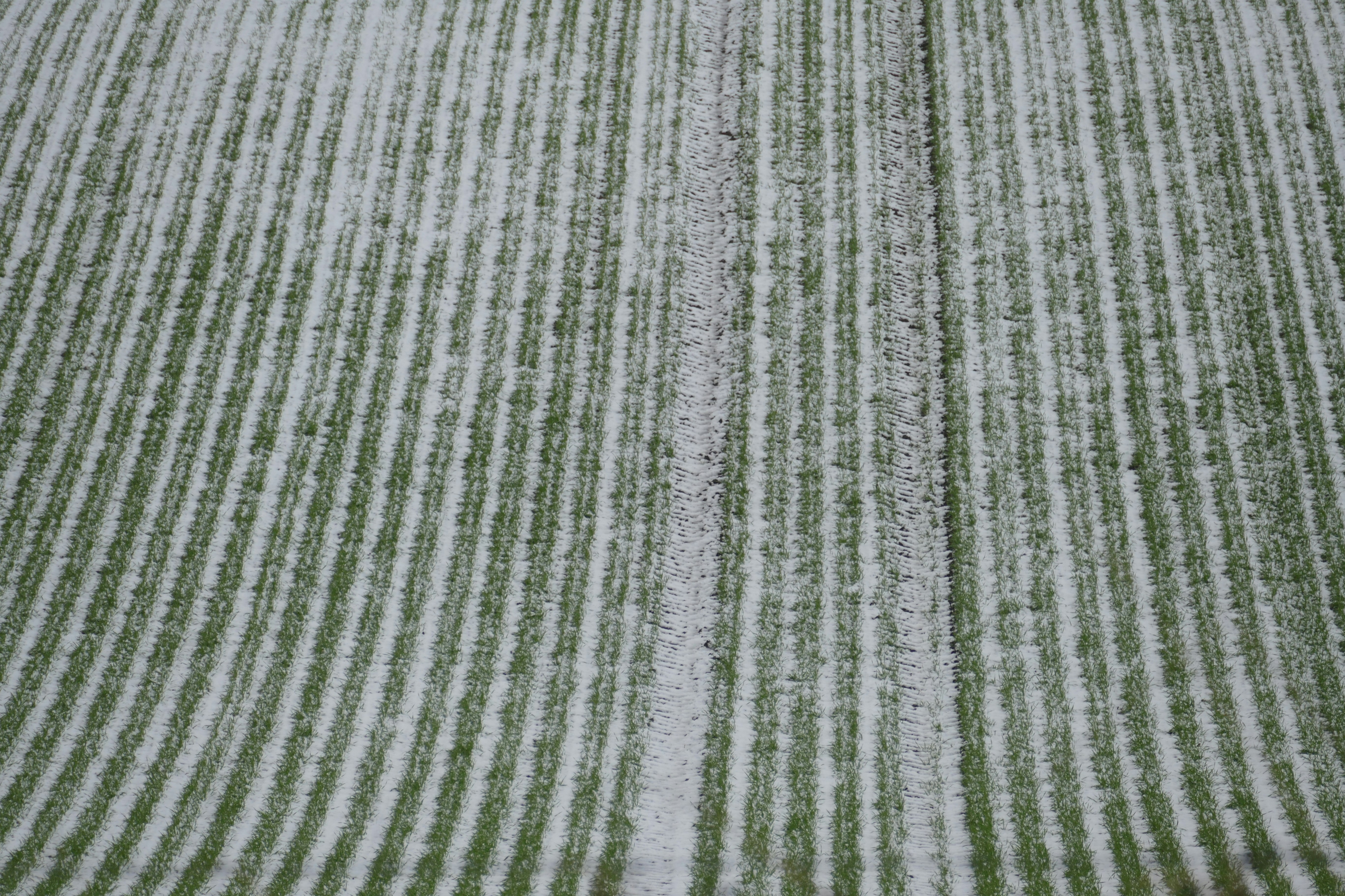 Snow-kissed Furrows: An Aerial View of Frosted Crops