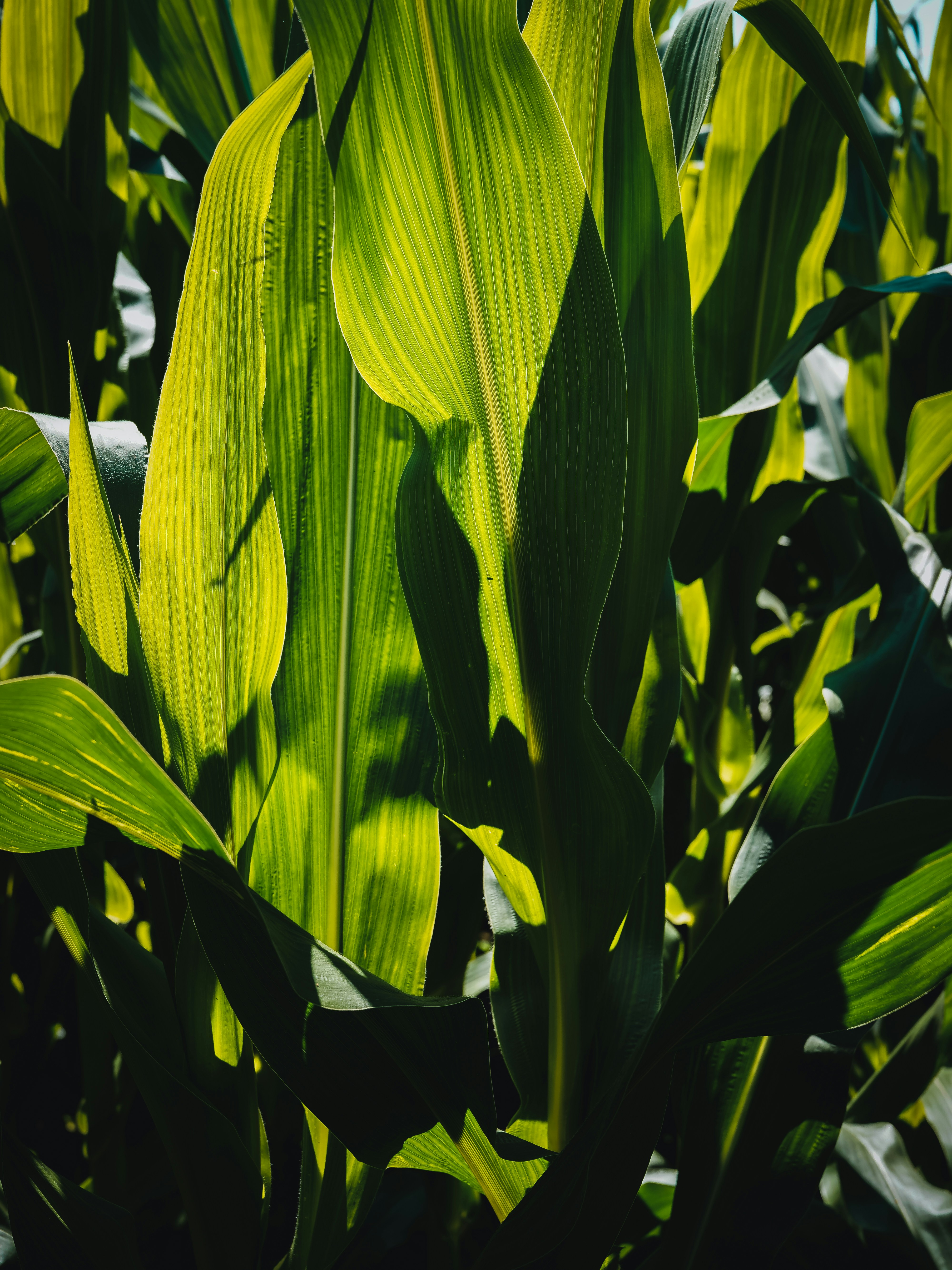Sunlit Corn Leaves: A Dense Green Facade of Summer Light