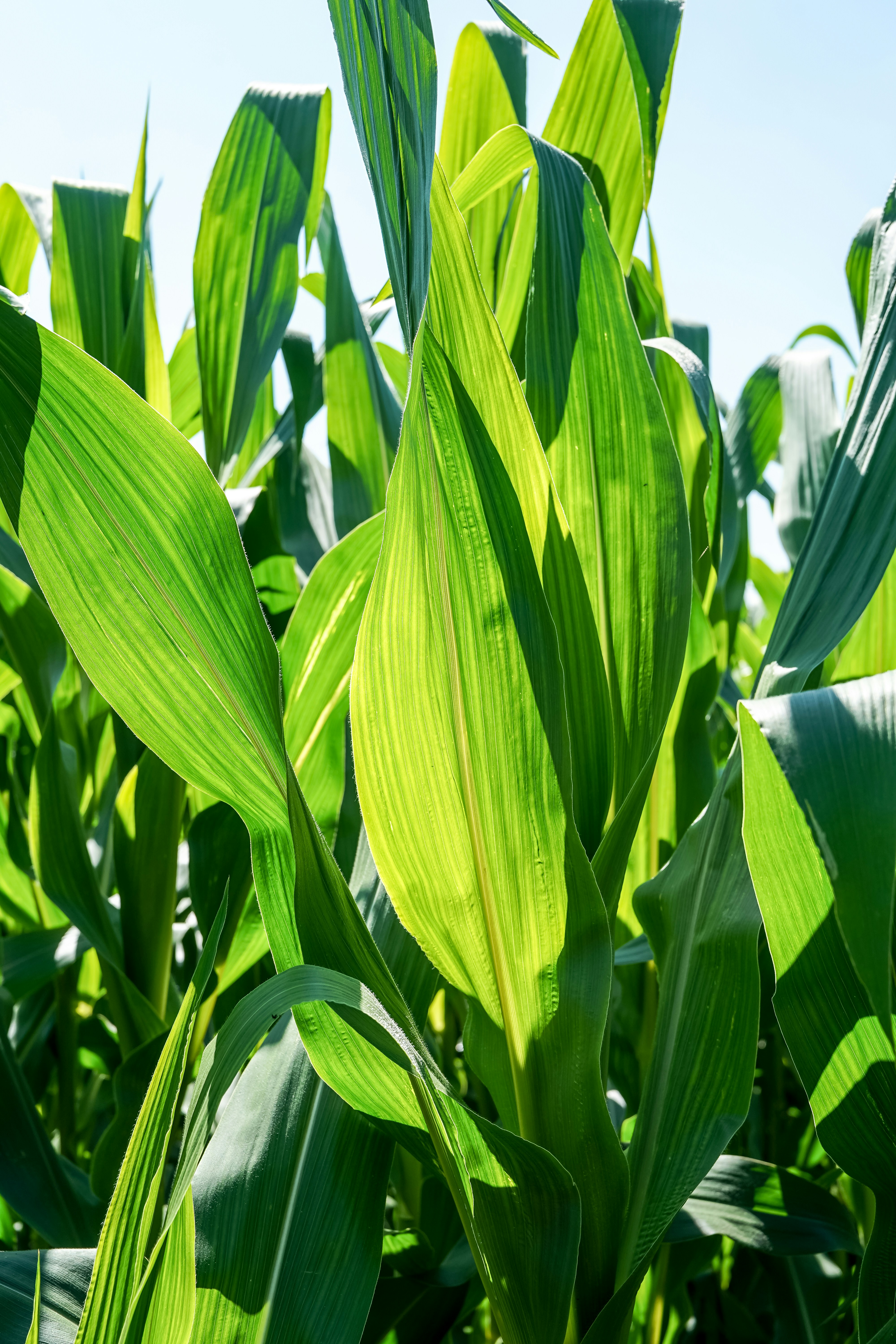 Sunlit Cornfield Portrait: Green Leaves Reaching for the Sky