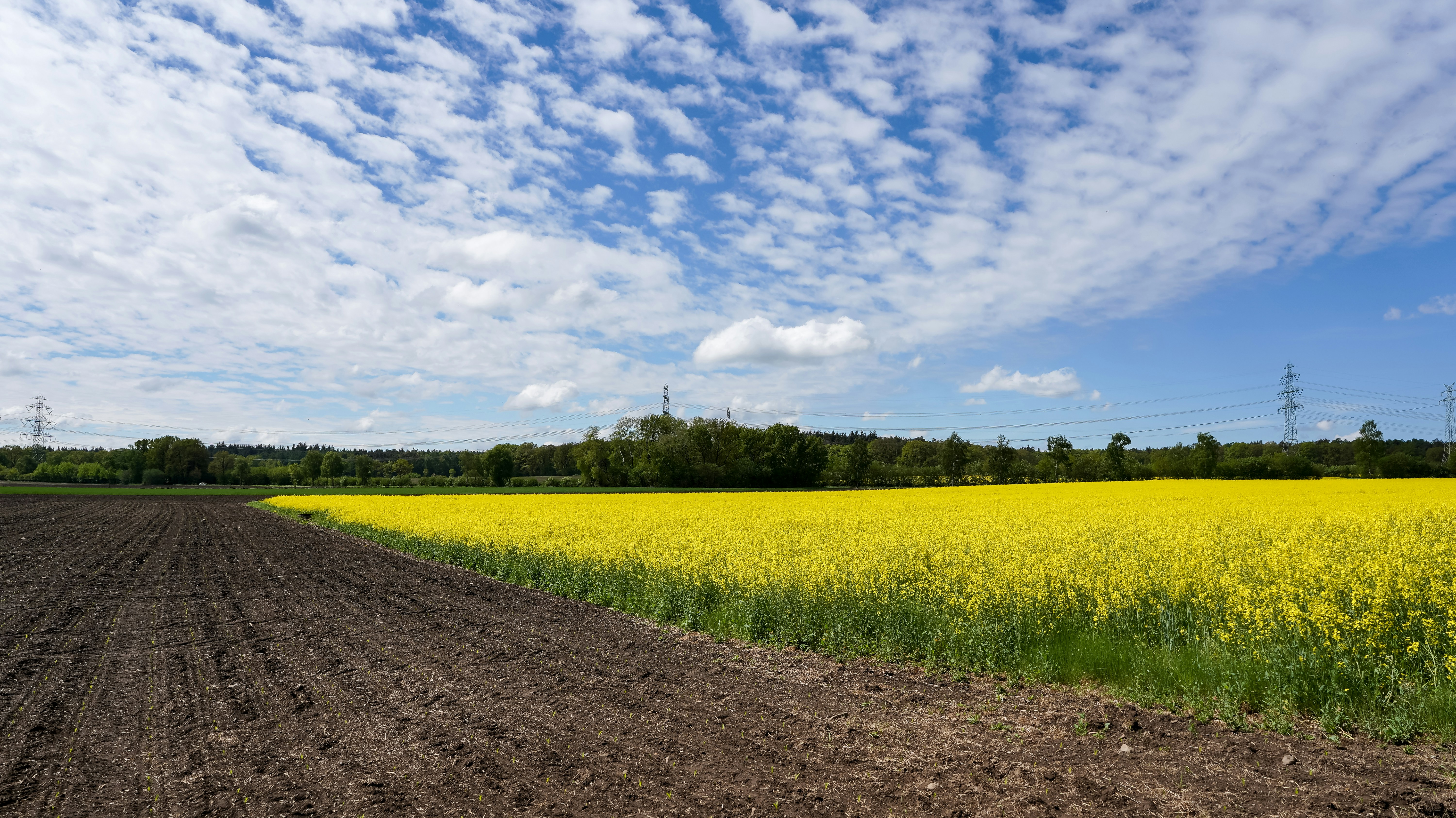 Golden Row: Canola Field Meeting the Plowed Earth Under a Velvet Sky