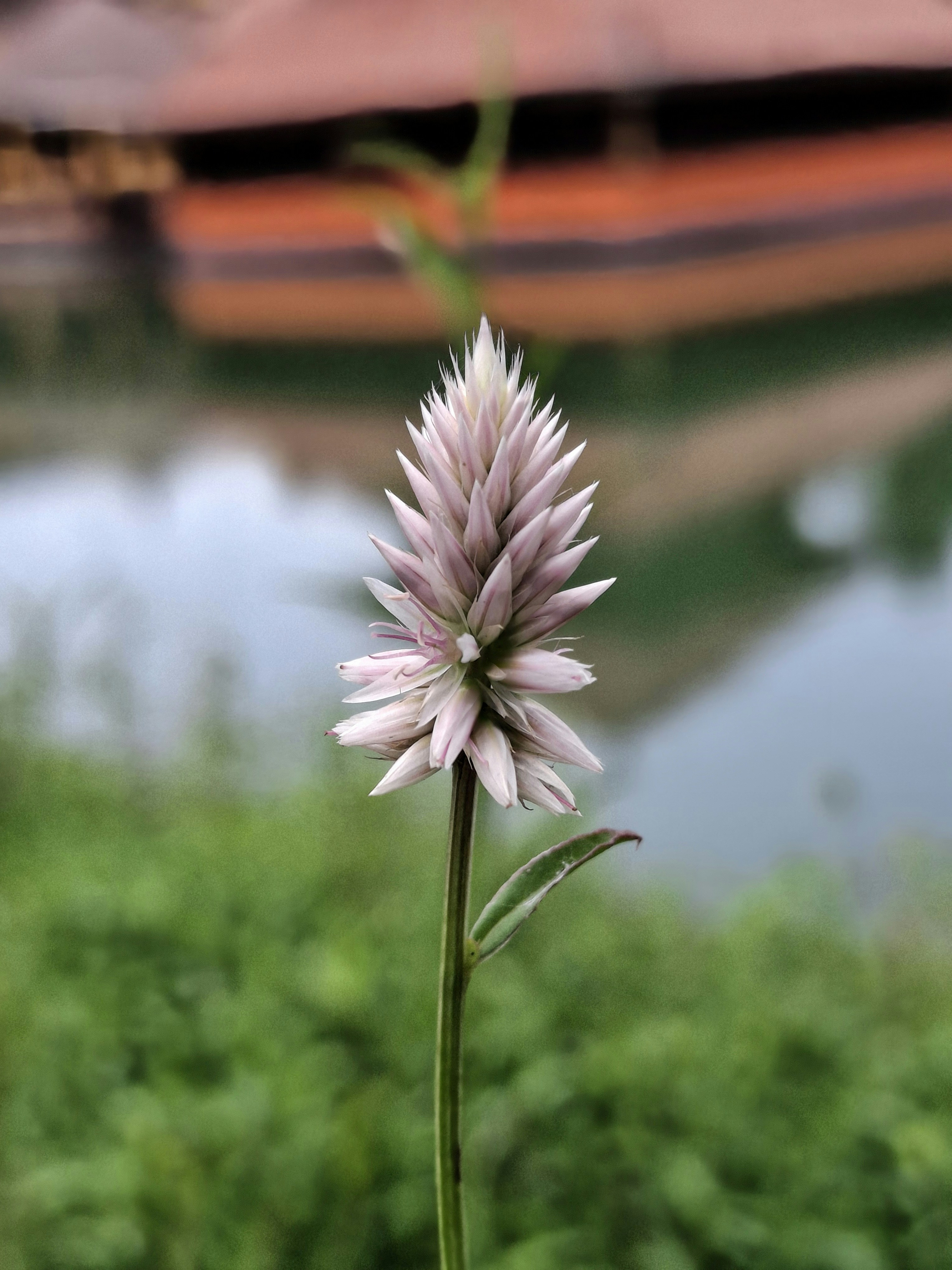 Close-up of a pale pink flower spike centered against a blurred background of grass and a calm body of water.