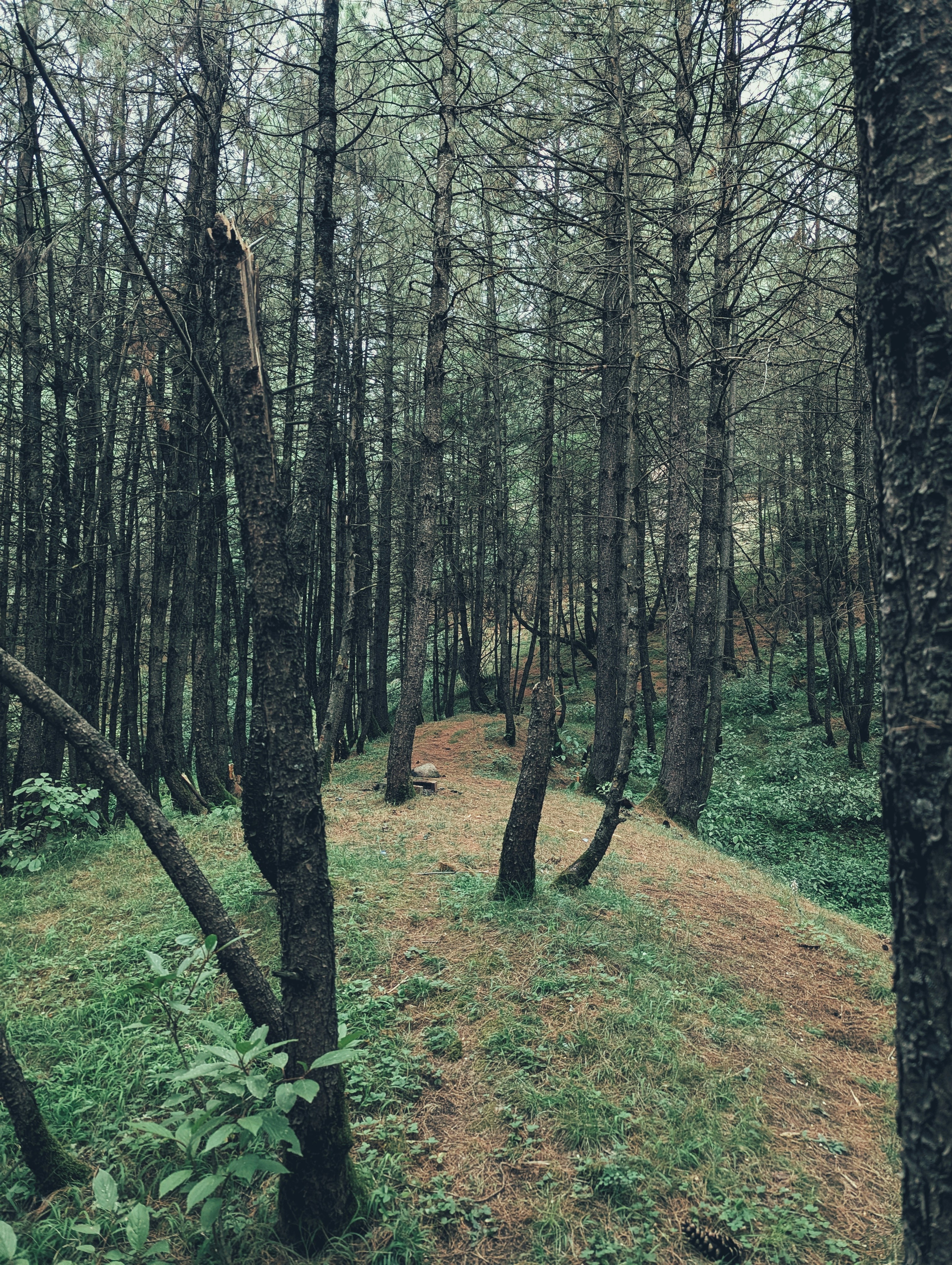 Forest Pathway Through Quiet Pines